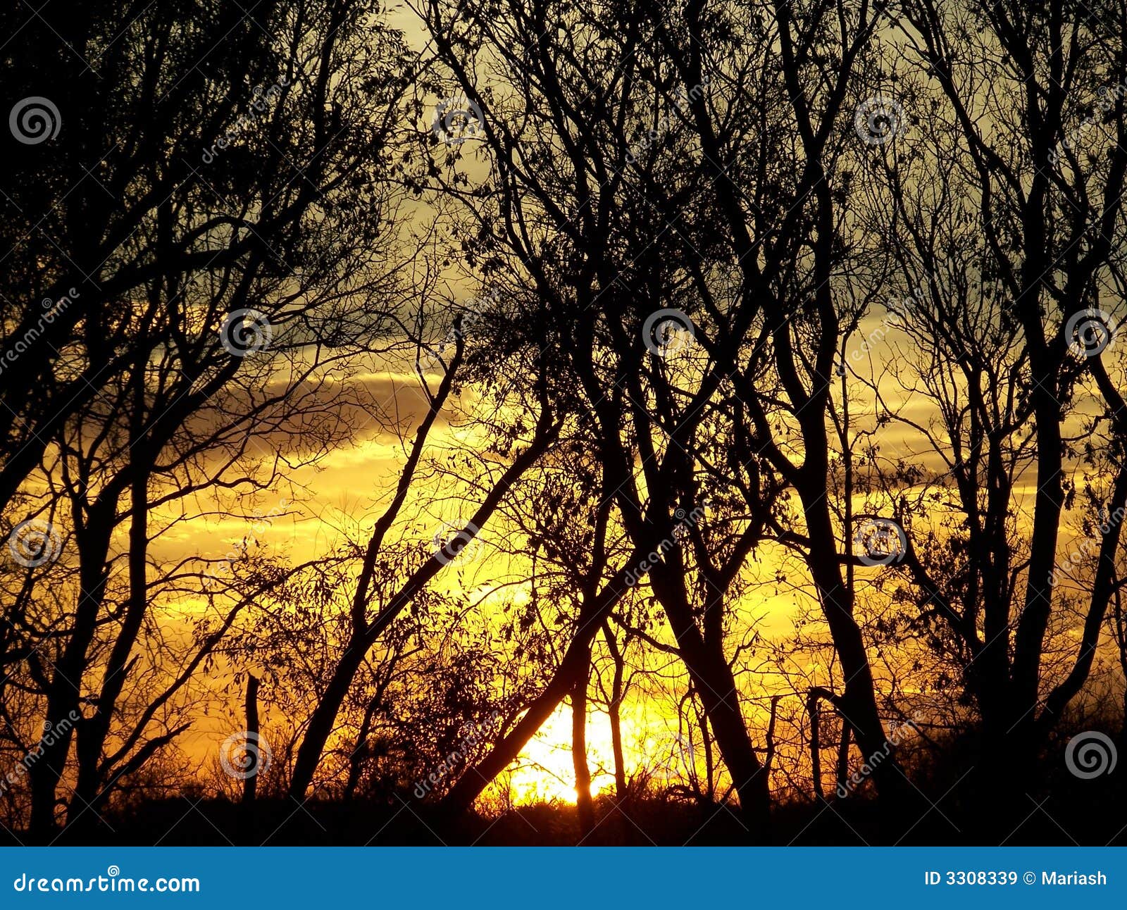 Sunset behind Trees stock image. Image of covered, tree - 3308339
