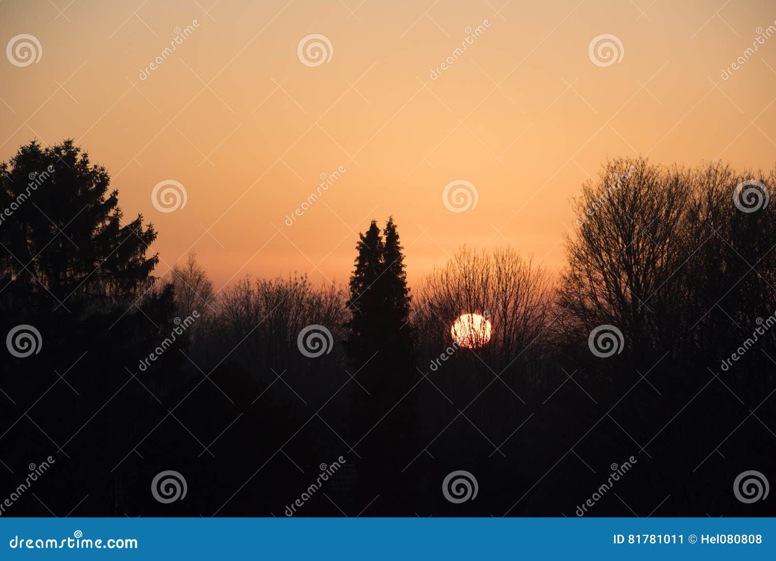 Sun Behind Bare Tree In Black And White Royalty-Free Stock Image ...