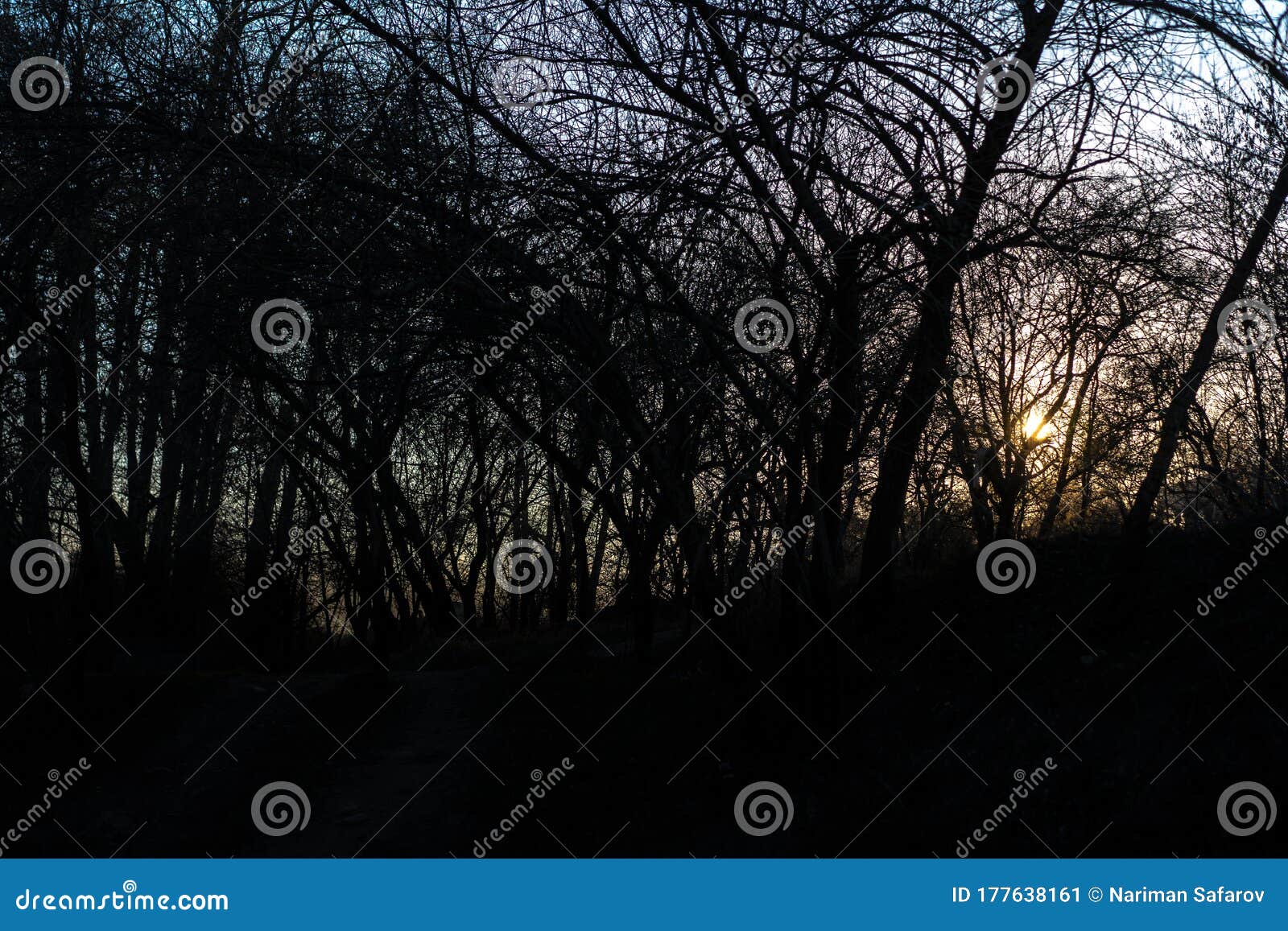 Sunset Behind the Trees in the Forest Stock Image - Image of shadow ...