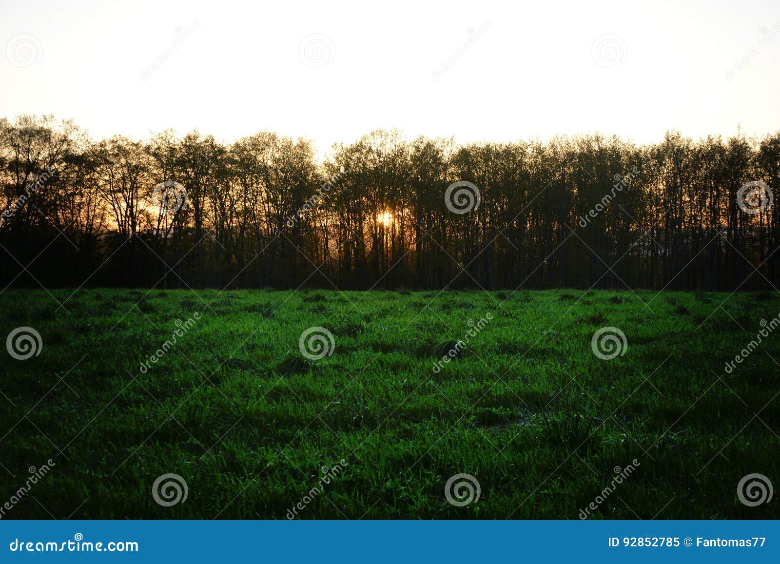 Sunset behind trees stock image. Image of springtime - 92852785