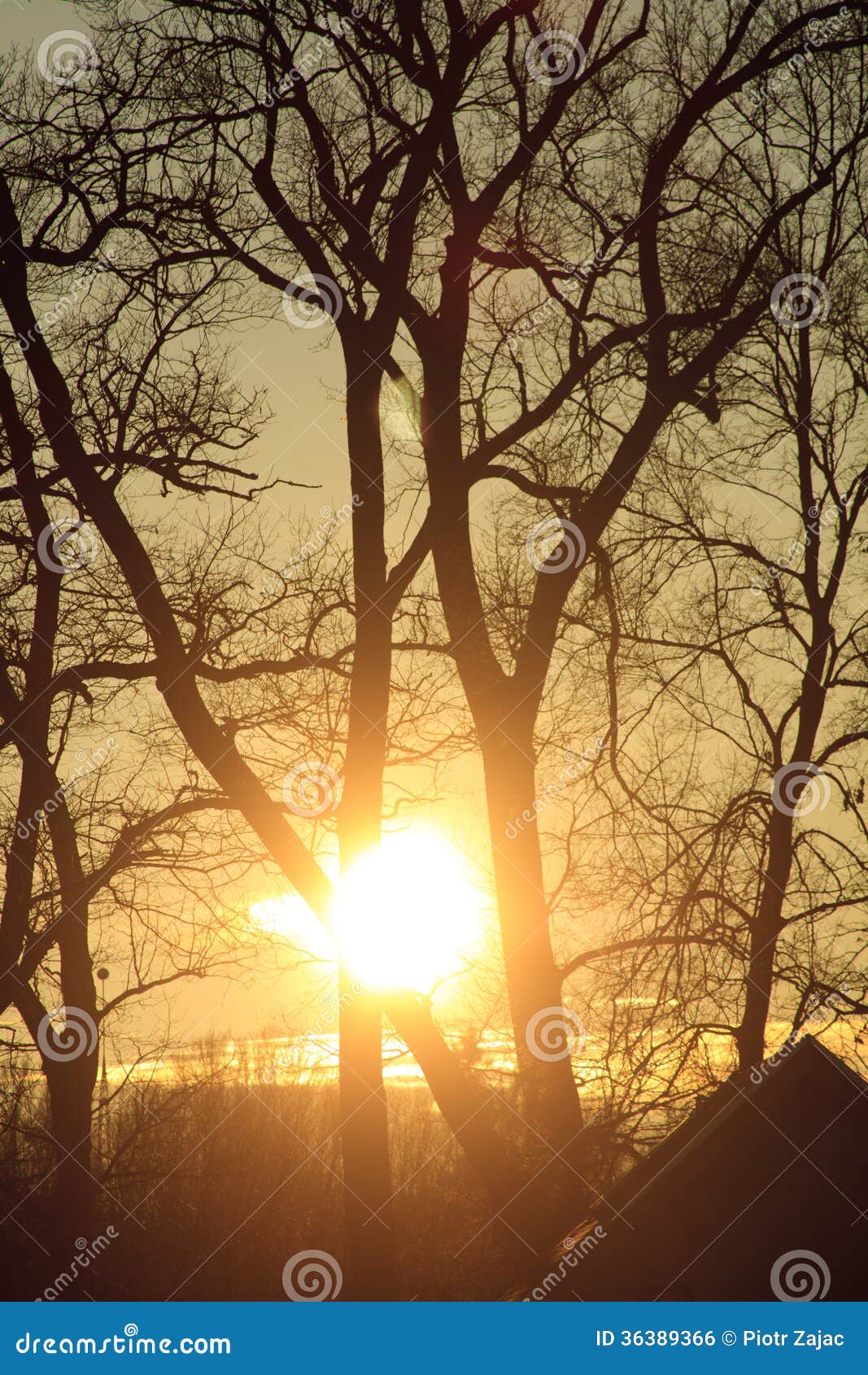 Sunset behind trees stock photo. Image of trunk, beautiful - 36389366