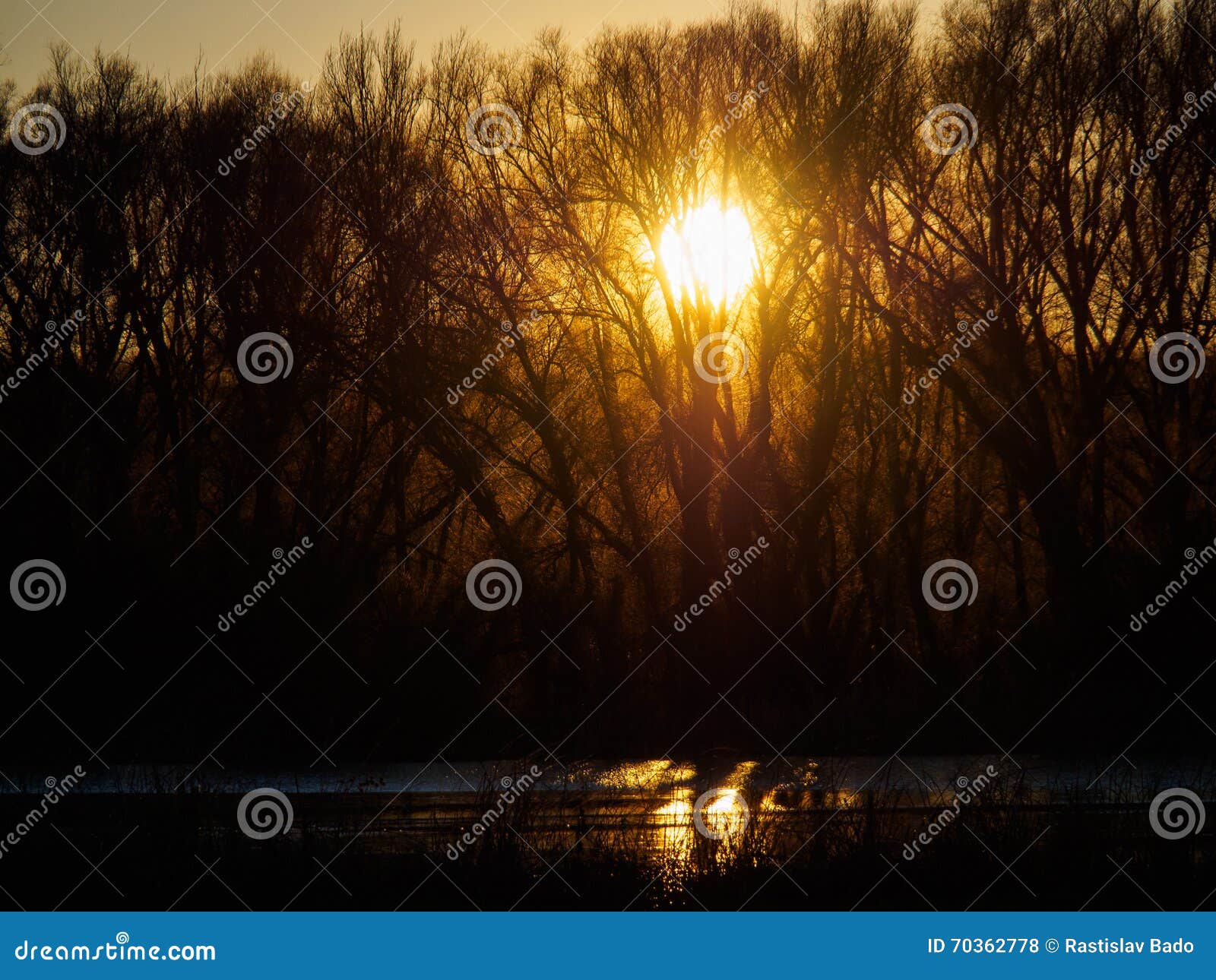Sunset behind trees stock photo. Image of filter, nature - 70362778