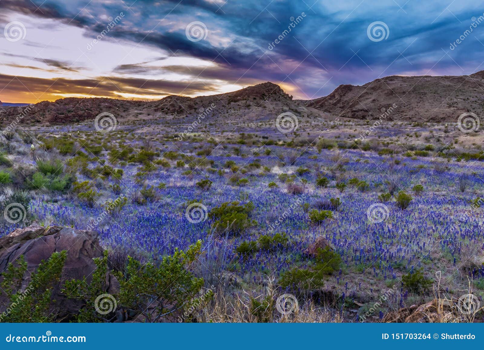 130 Basin Sunset Springtime Outdoor Stock Photos - Free & Royalty-Free ...