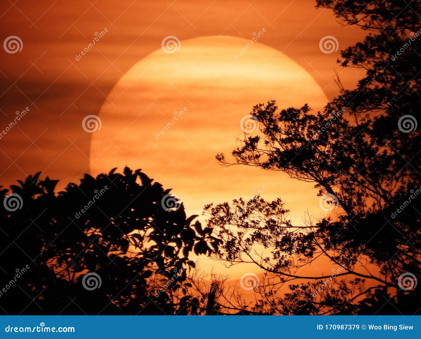 Sunset with big sun stock image. Image of branches, season - 170987379