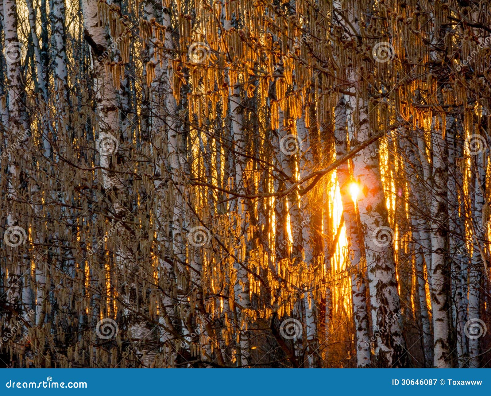 Sunset in the birch forest stock image. Image of sunrise - 30646087