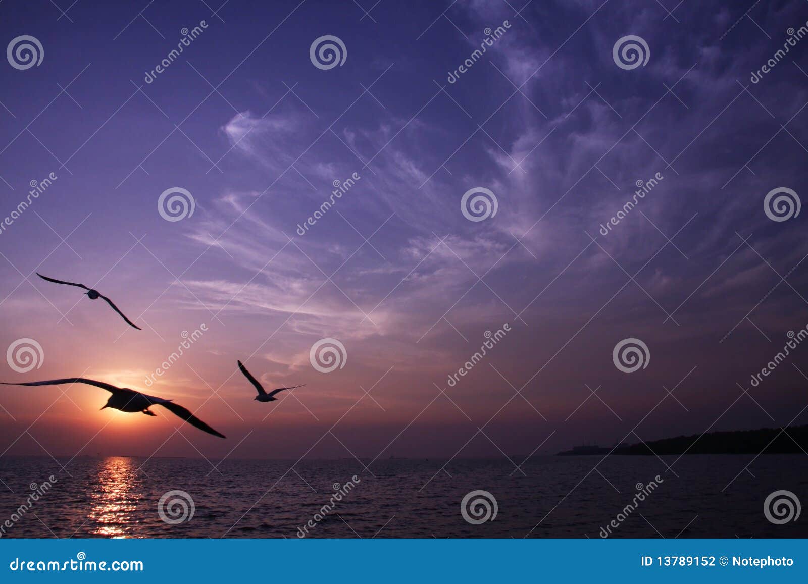 Sunset bird stock photo. Image of bird, clouds, peace - 13789152