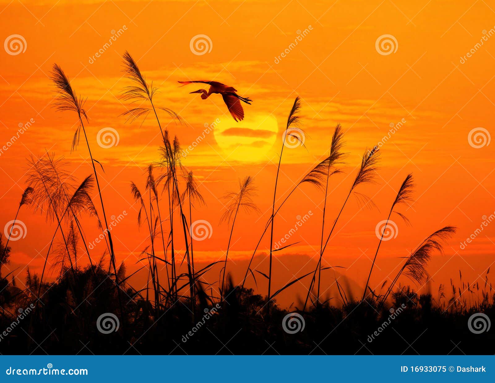 Sunset with bird stock image. Image of wing, lake, bird - 16933075