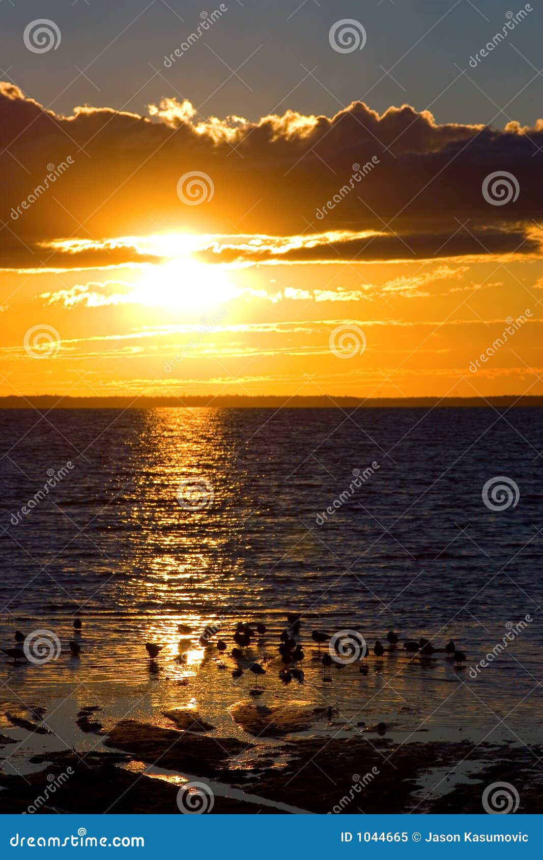 Sunset Birds stock image. Image of outside, stroll, lake - 1044665