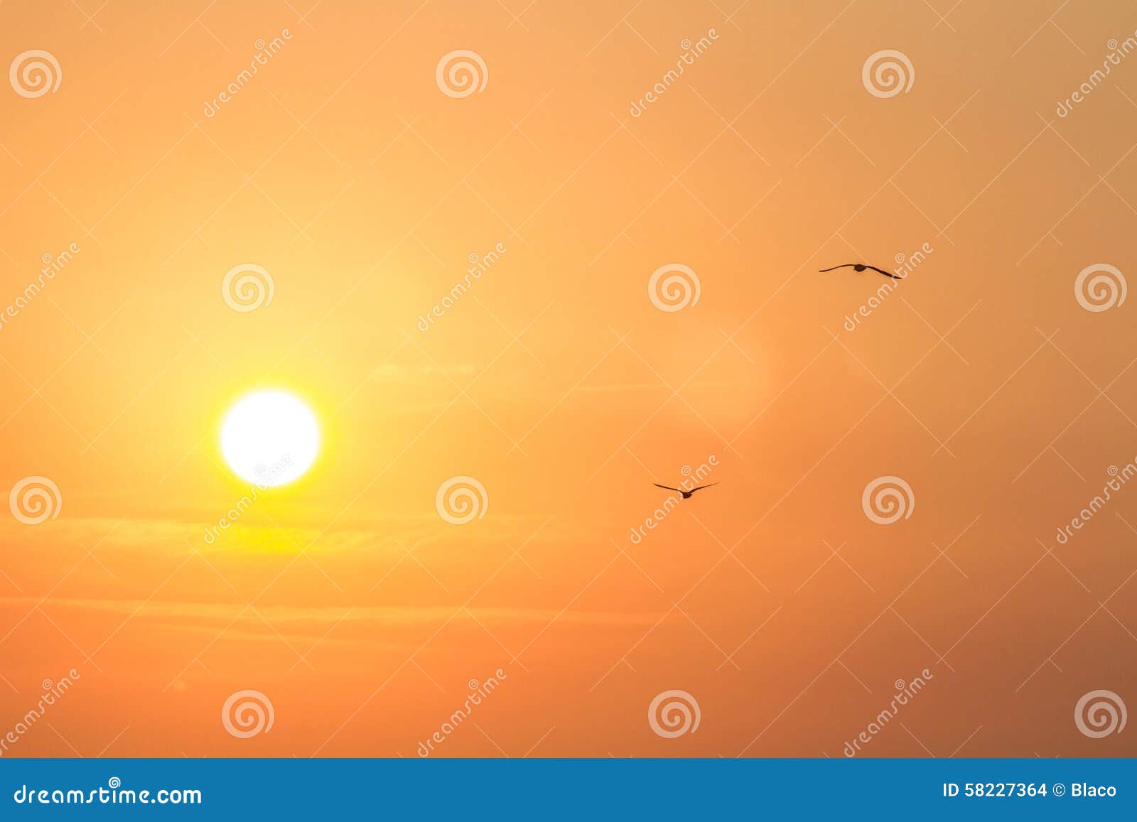 Sunset birds stock photo. Image of animal, orange, fall - 58227364