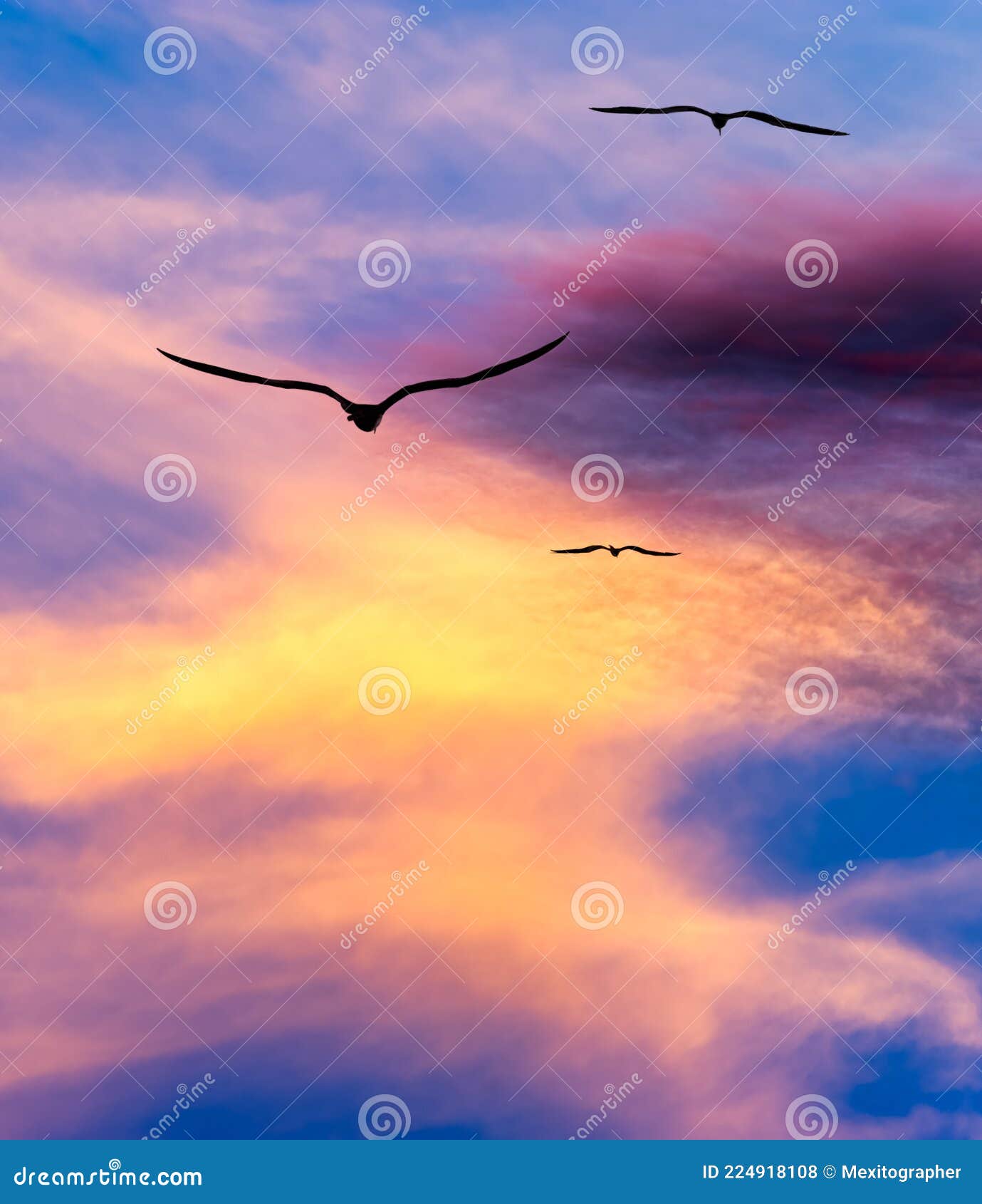 Sunset Birds Flying Silhouette Vertical Stock Photo - Image of light ...