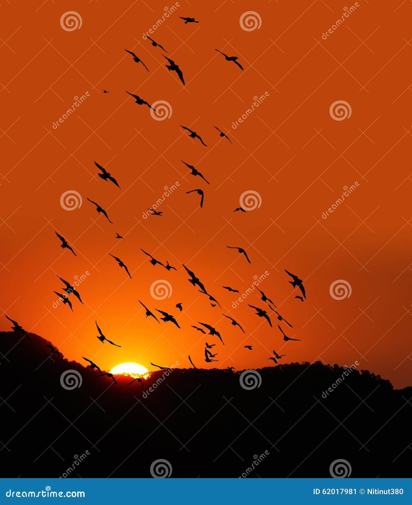 Sunset with birds stock image. Image of orange, nature - 62017981
