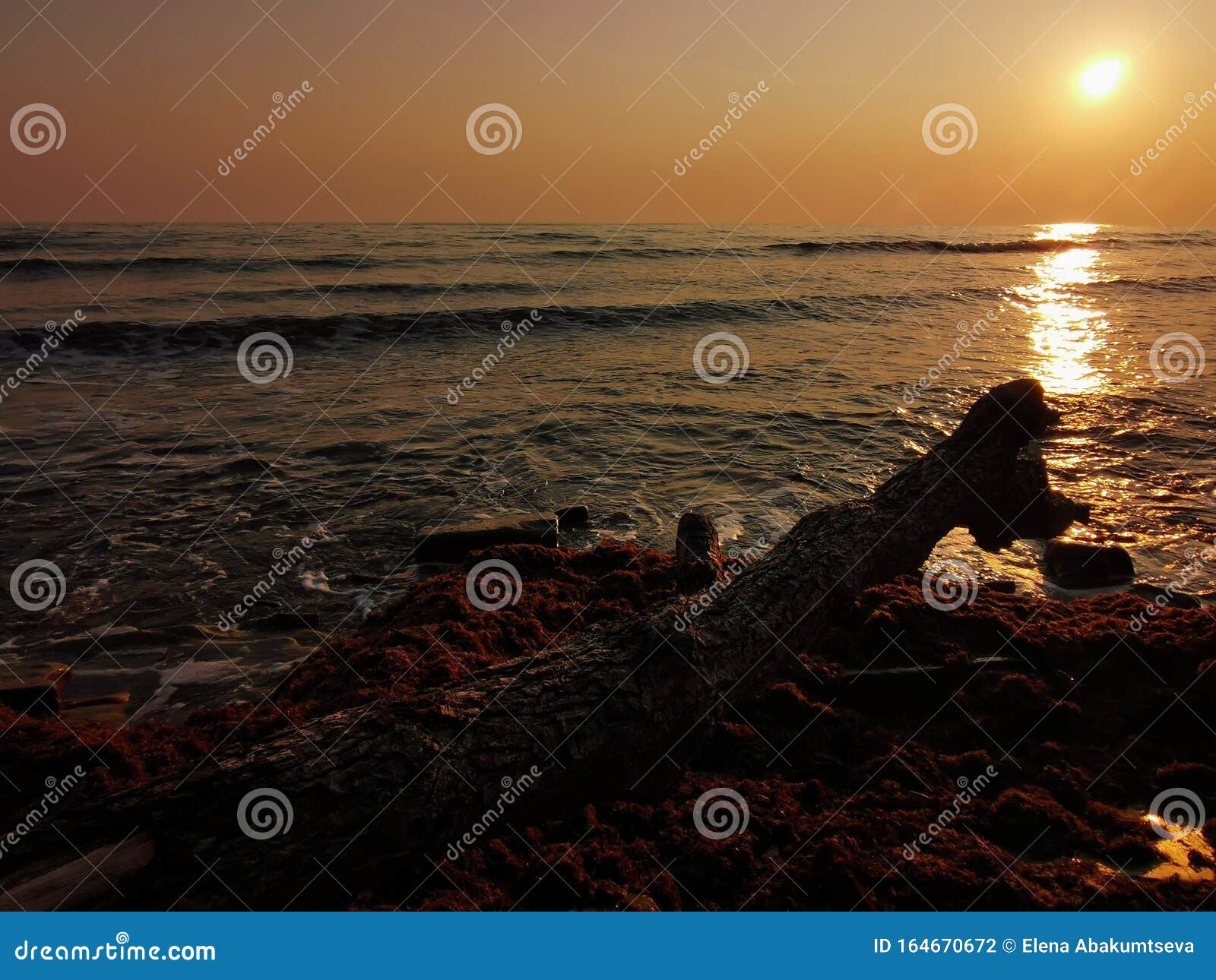 Sunset Black Sea Tree Waves Sky Sun Stock Photo - Image of waves ...