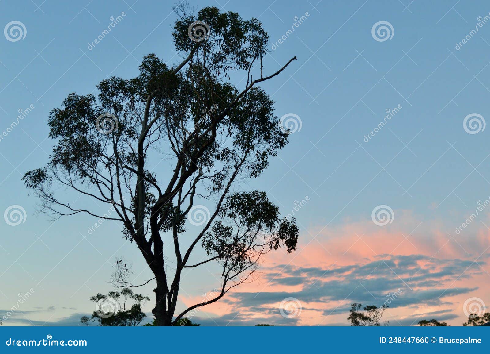 105 Hazelbrook Australia Stock Photos - Free & Royalty-Free Stock ...