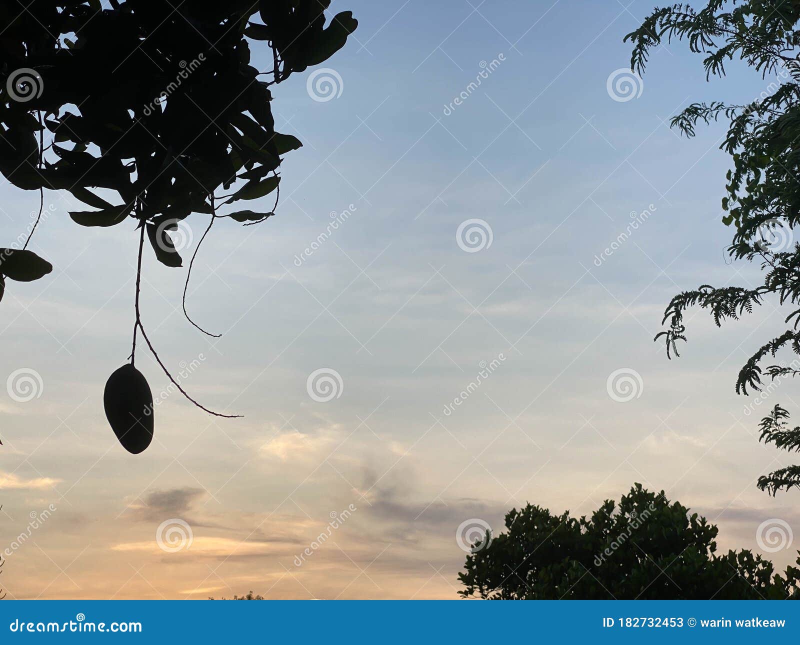 Sunset Blue Sky that Light Shines Down with Shadow of the Mango and the ...