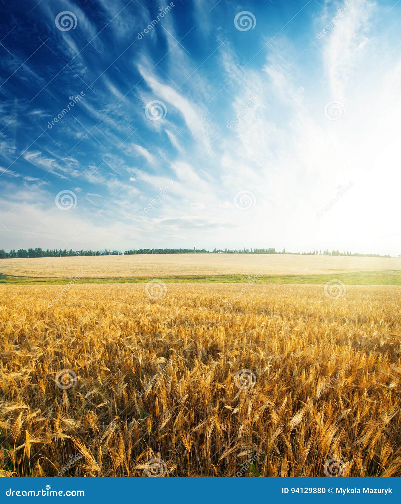 Sunset in Blue Sky Over Field with Crop Stock Photo - Image of corn ...