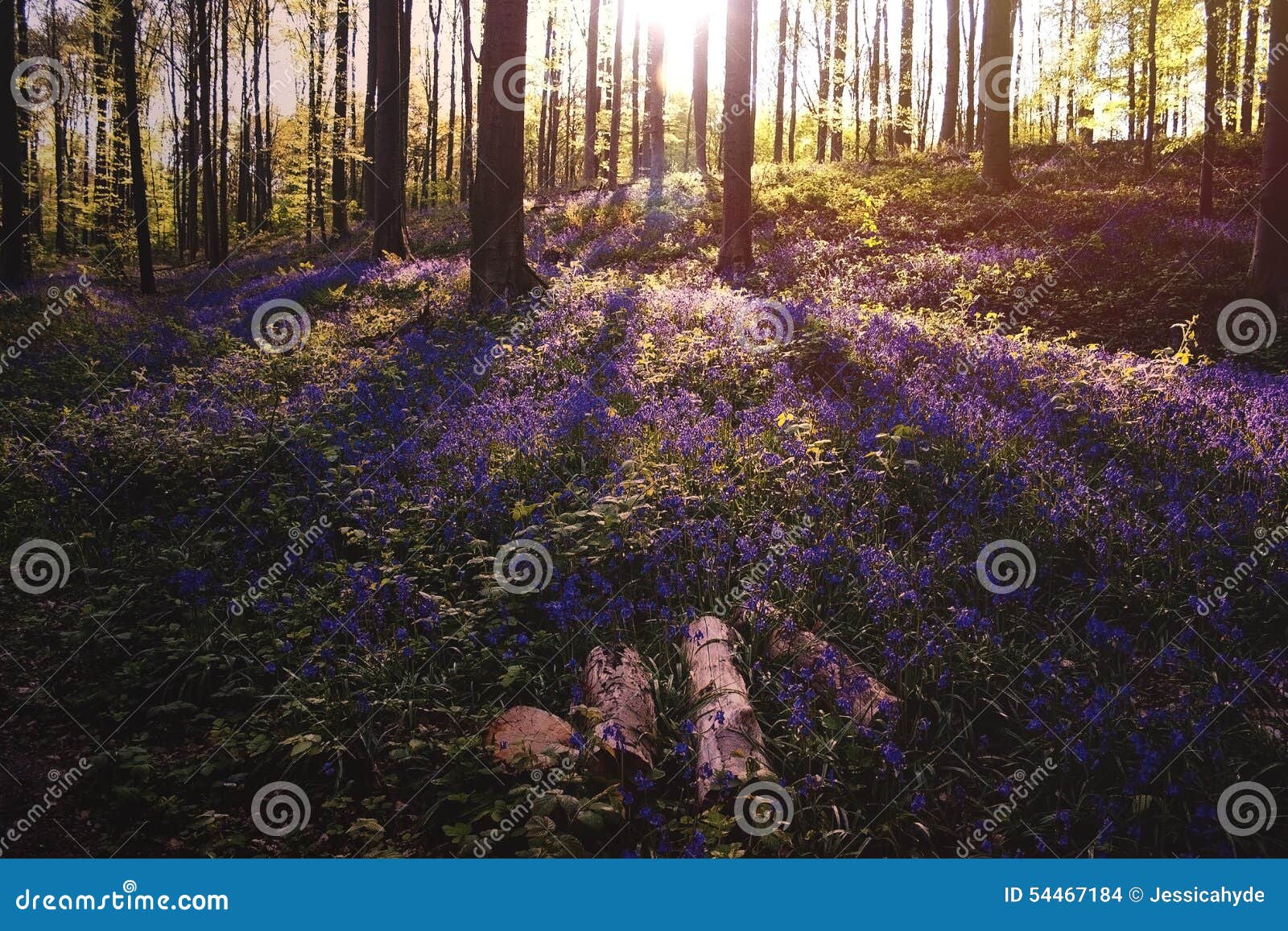 Sunset in the Bluebells Forest Stock Photo - Image of blossom, life ...
