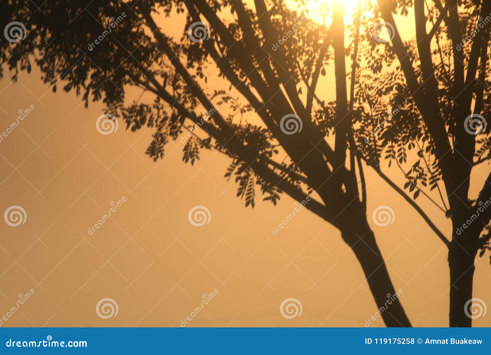 Sunset, Blurred Tree Sunset for Background Stock Photo - Image of ...