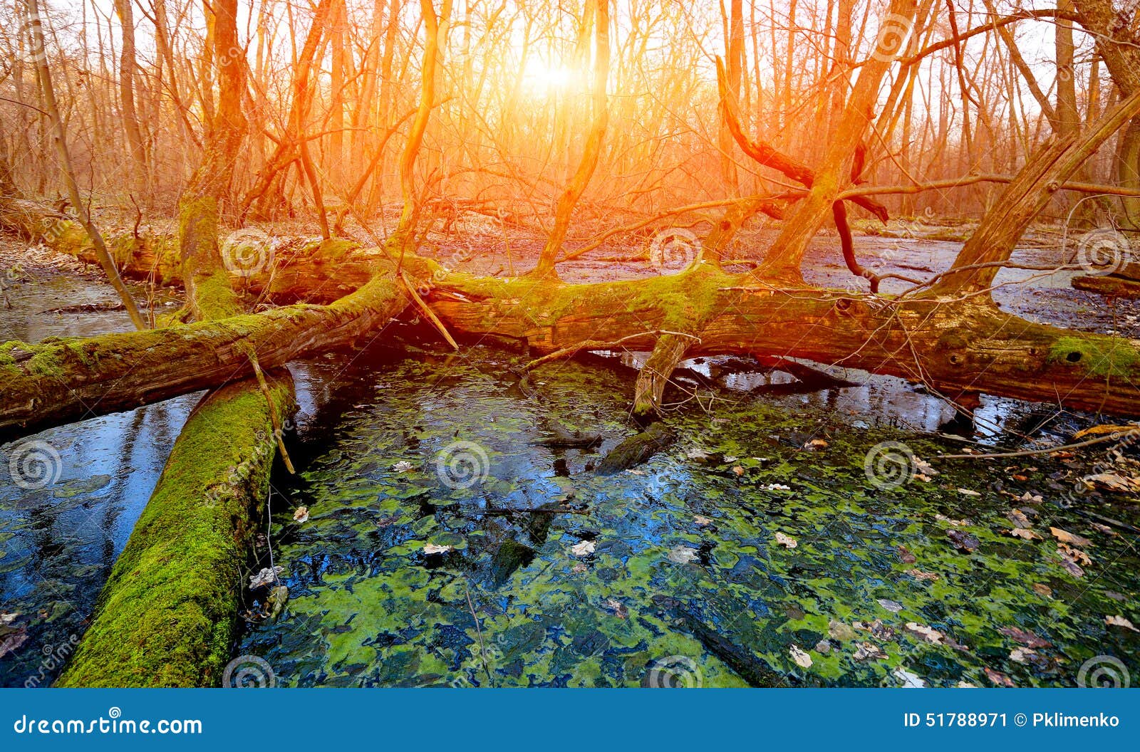 Sunset on bog stock image. Image of bright, green, park - 51788971
