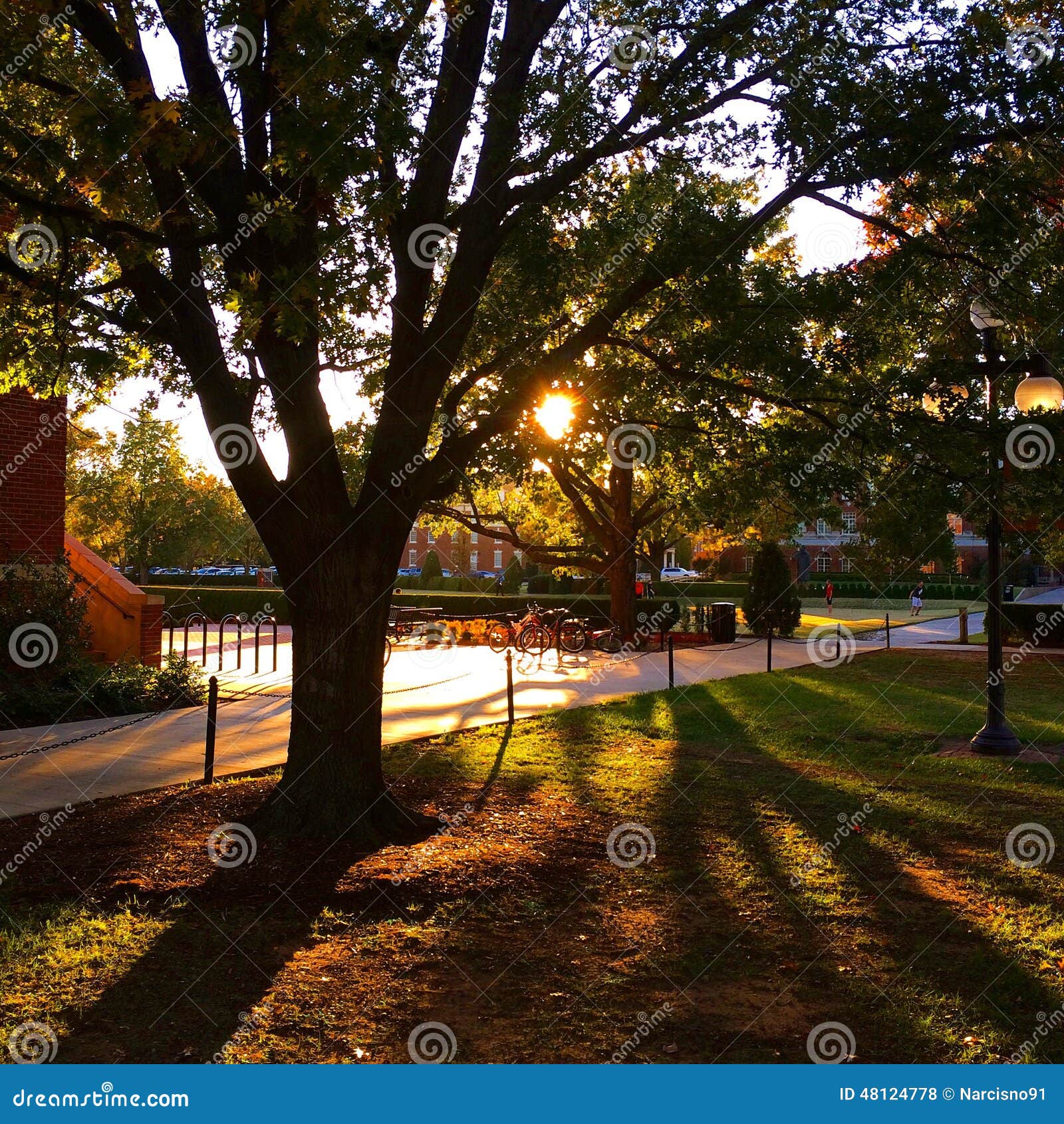 Sunset between the Branches Editorial Stock Photo - Image of oklahoma ...