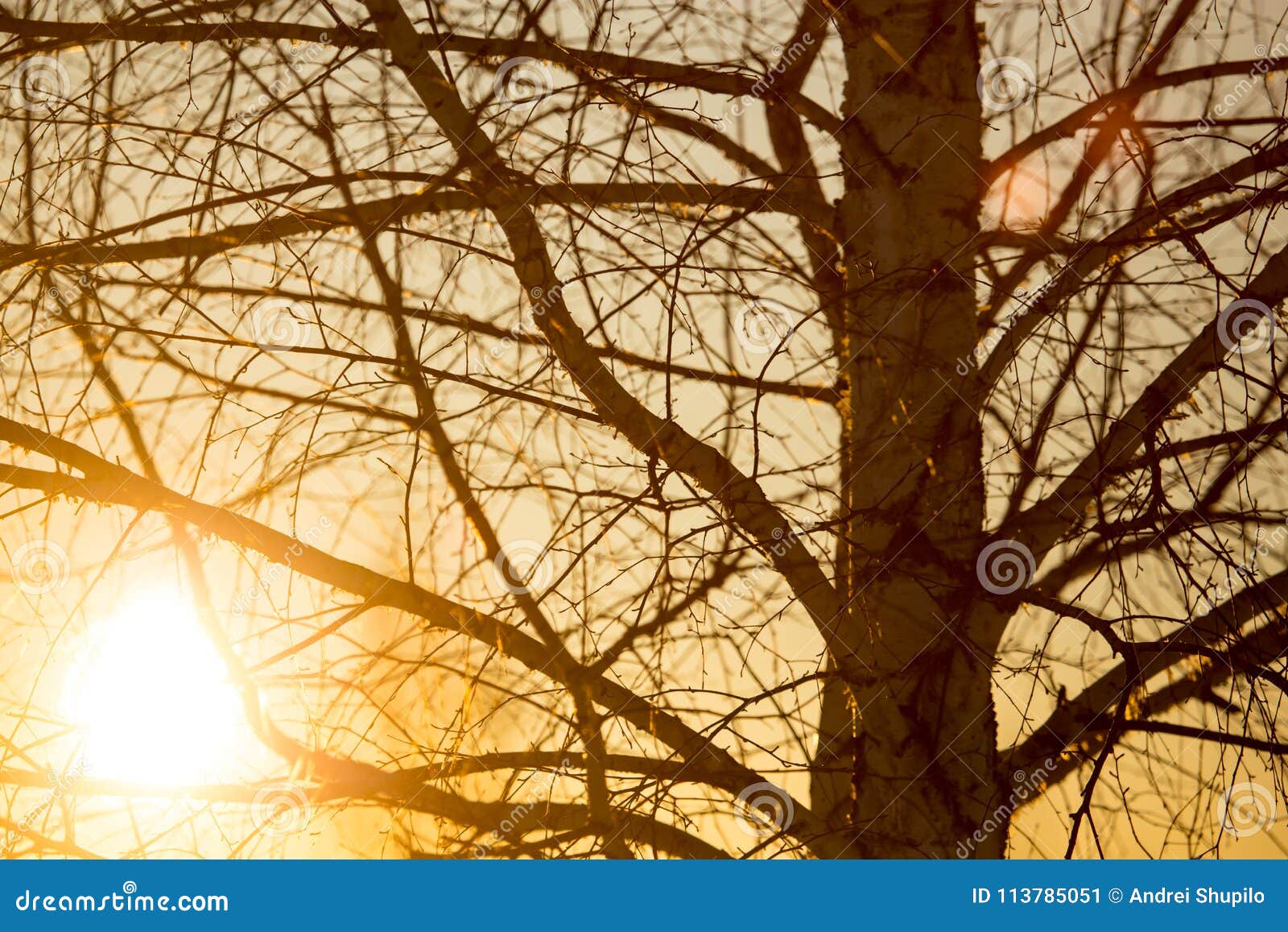 Sunset through the Branches of Trees in the Forest Stock Image - Image ...