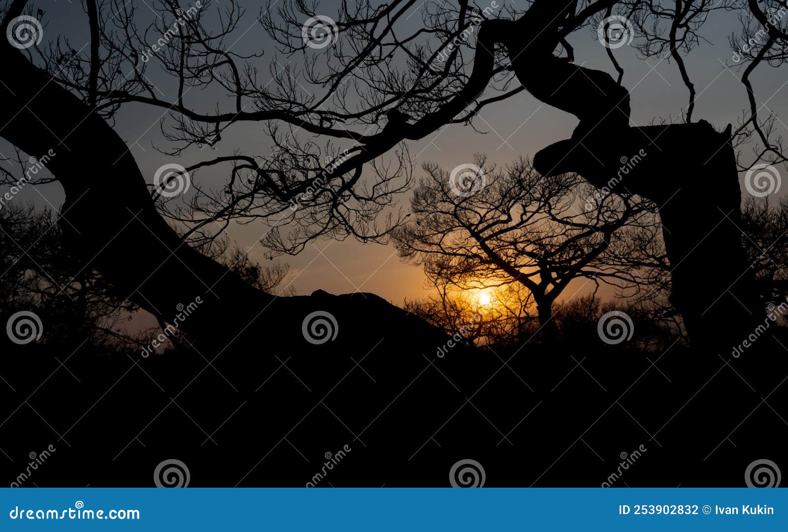 Sunset through Burnt Trees. Silhouettes of Trees at Sunset. the Sun ...