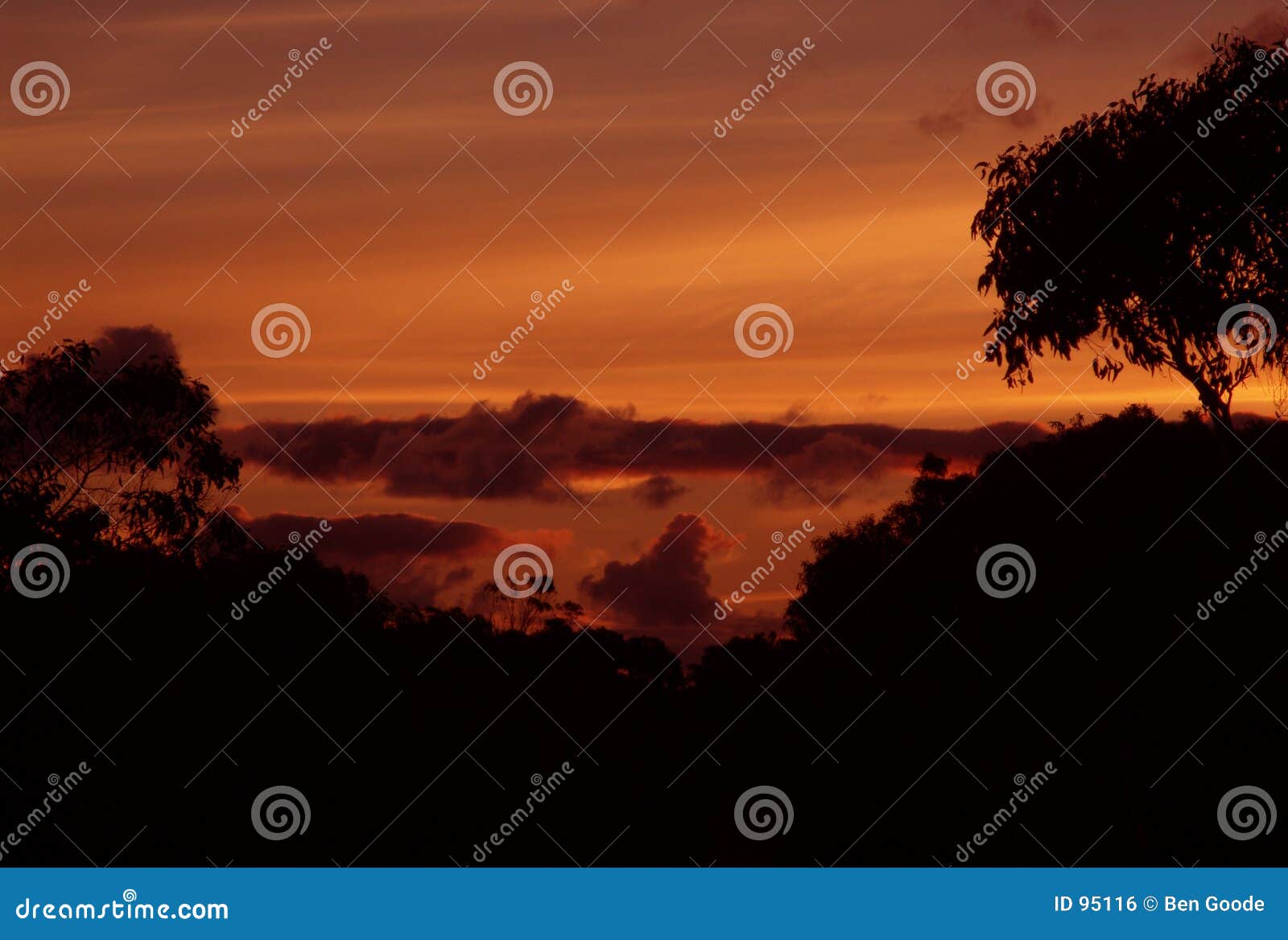 Sunset in the Bush stock photo. Image of bush, tree, sunset - 95116