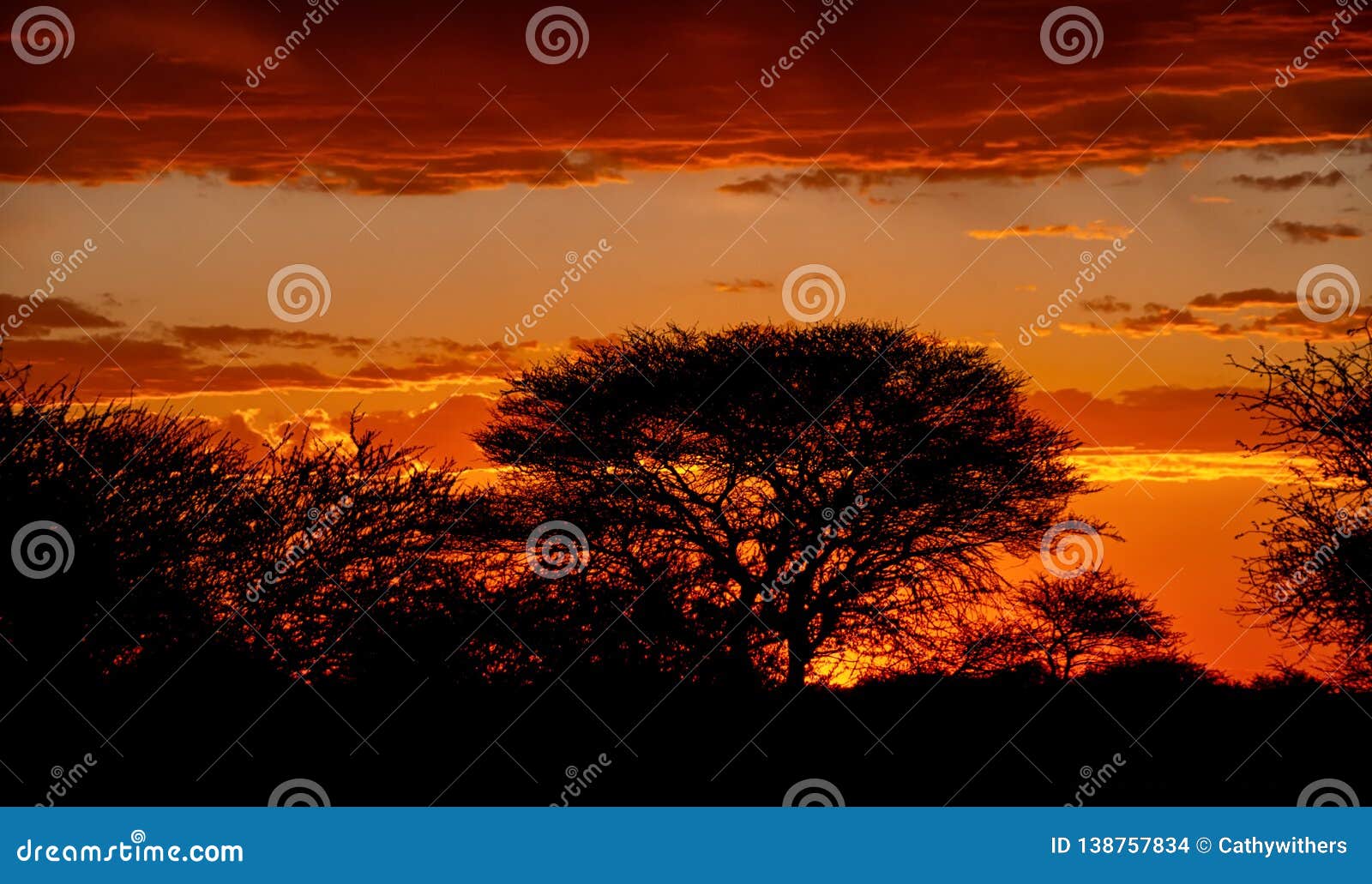 Sunset in the bush stock photo. Image of color, horizon - 138757834