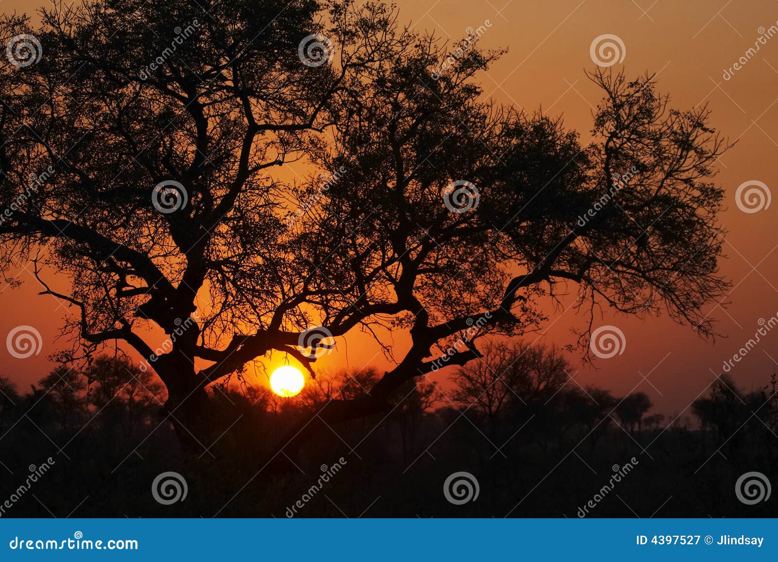 Sunset in the Bushveld #3 stock image. Image of sunset - 4397527