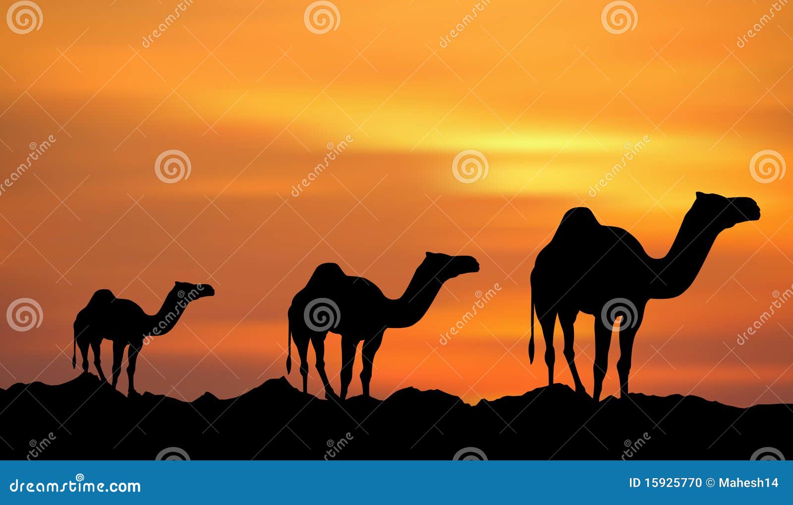 Sunset & Camels stock illustration. Illustration of evening - 15925770