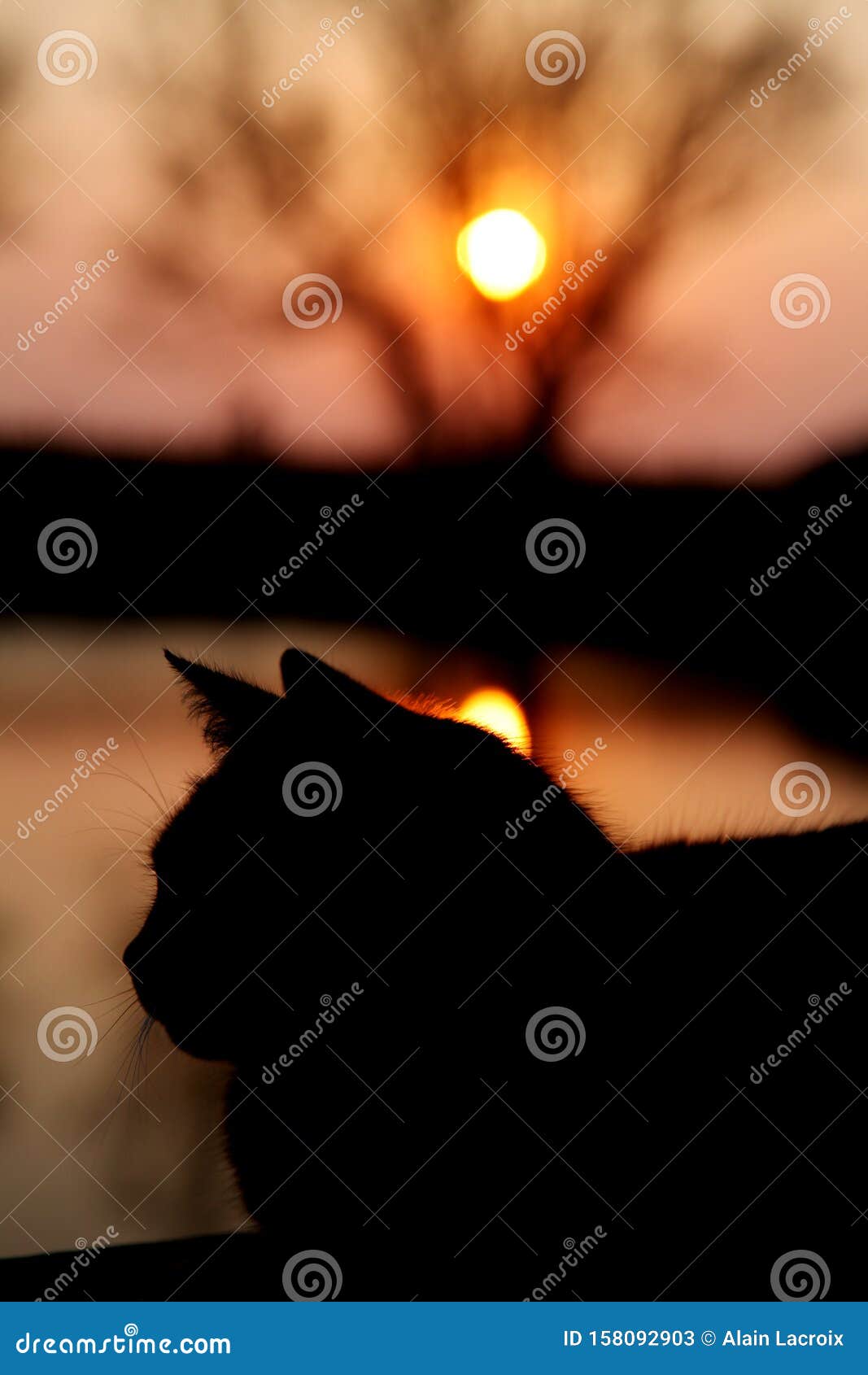 Sunset cat silhouette stock image. Image of black, cute - 158092903
