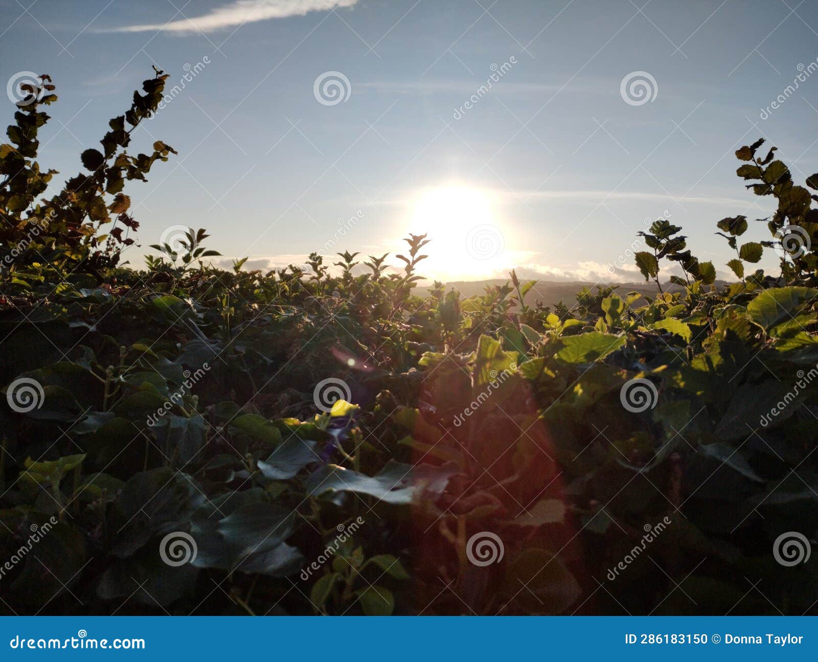 Sunset, caton, devon stock photo. Image of morning, nature - 286183150