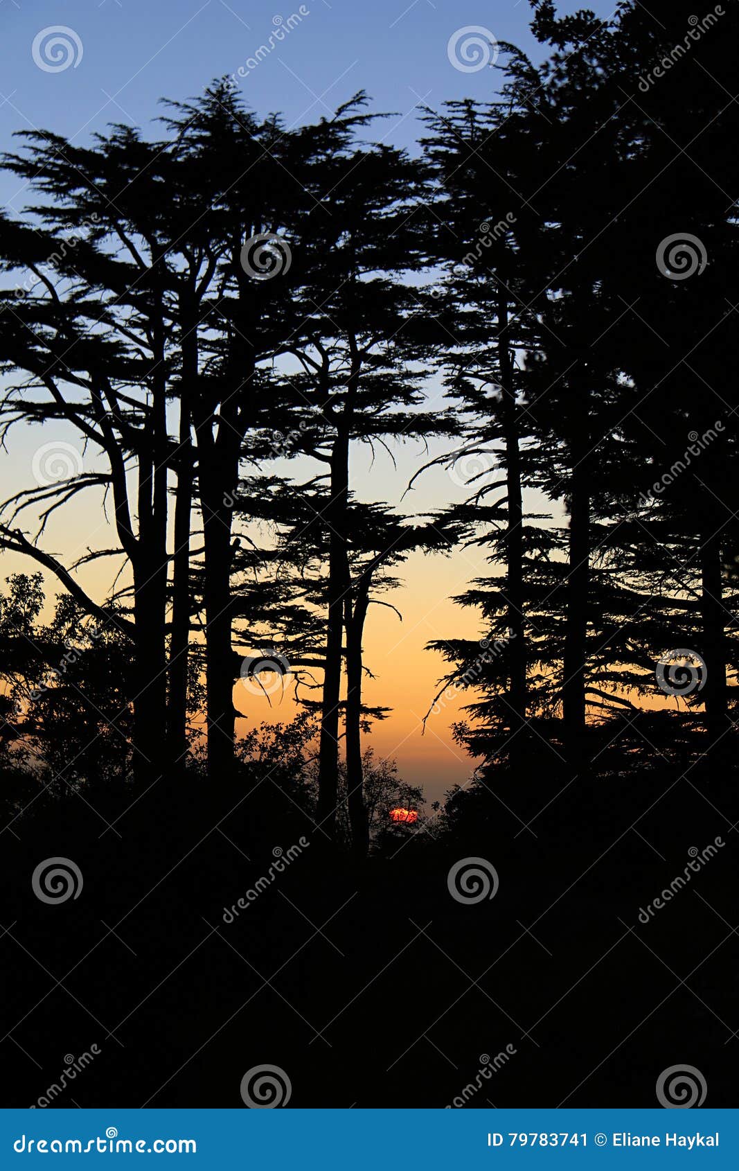 Sunset among Cedars, Lebanon Stock Image - Image of cedars, lebanese ...