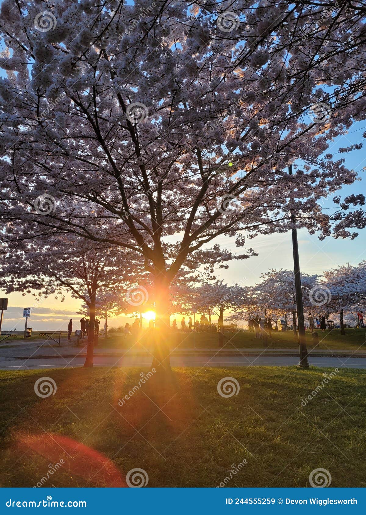 Sunset through the Cherry Blossoms Stock Image - Image of dusk, sunset ...