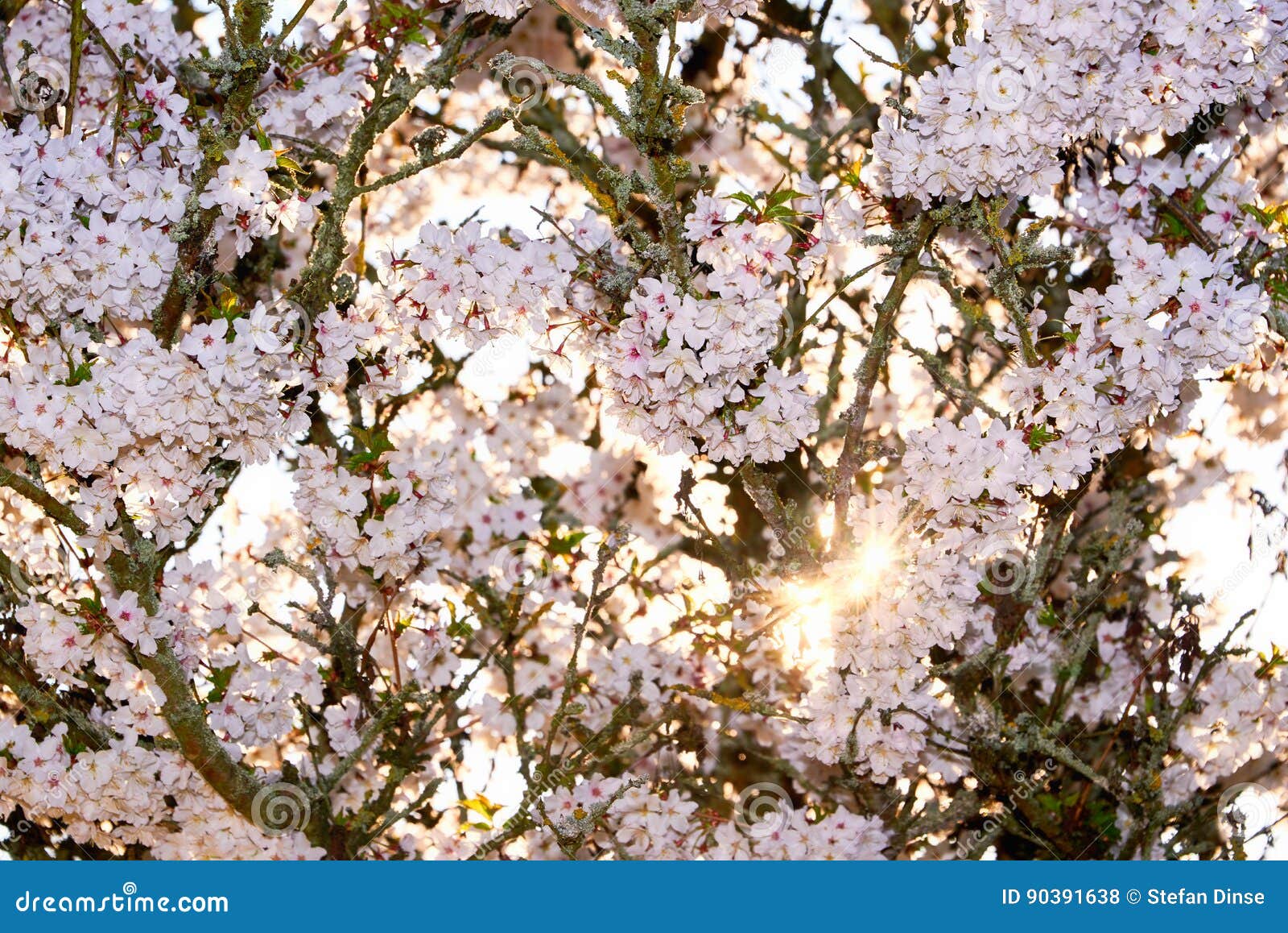 Sunset in cherry tree stock photo. Image of garden, delicate - 90391638