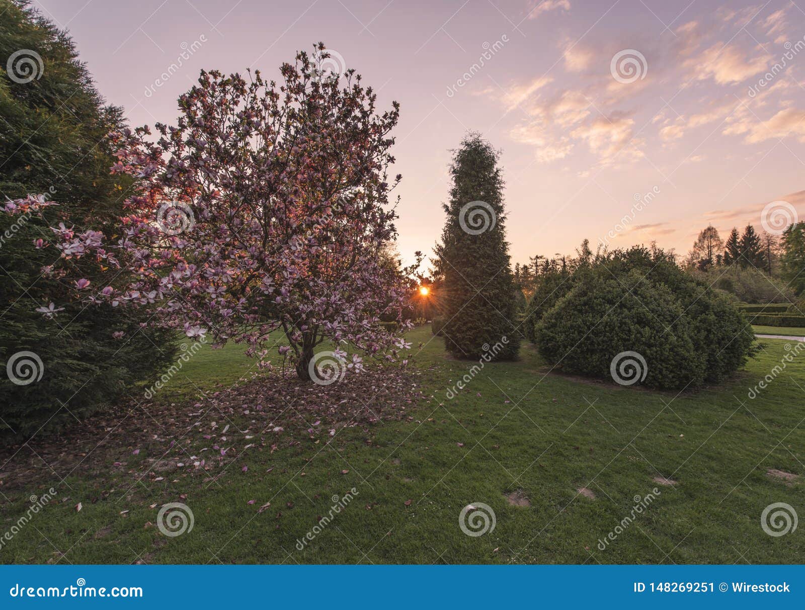 Sunset at the Cherry Tree in a Field Stock Image - Image of park ...