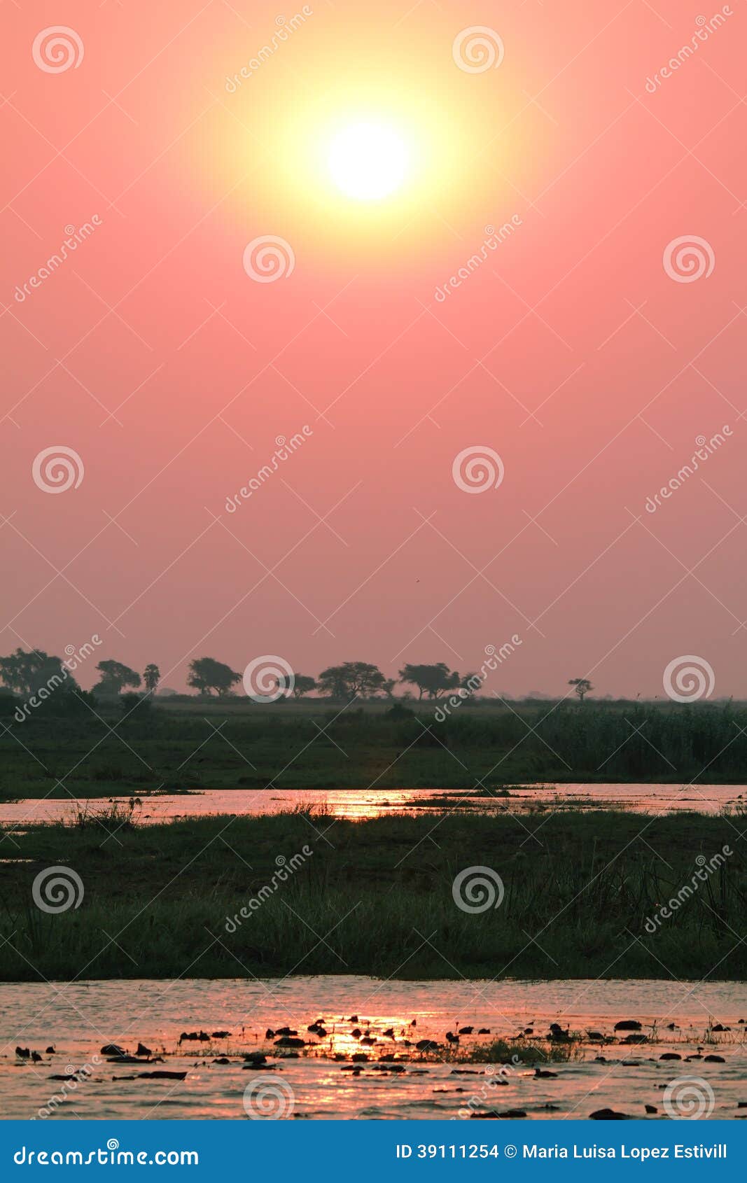Sunset at Chobe Riverfront from a Boat Stock Photo - Image of chobe ...