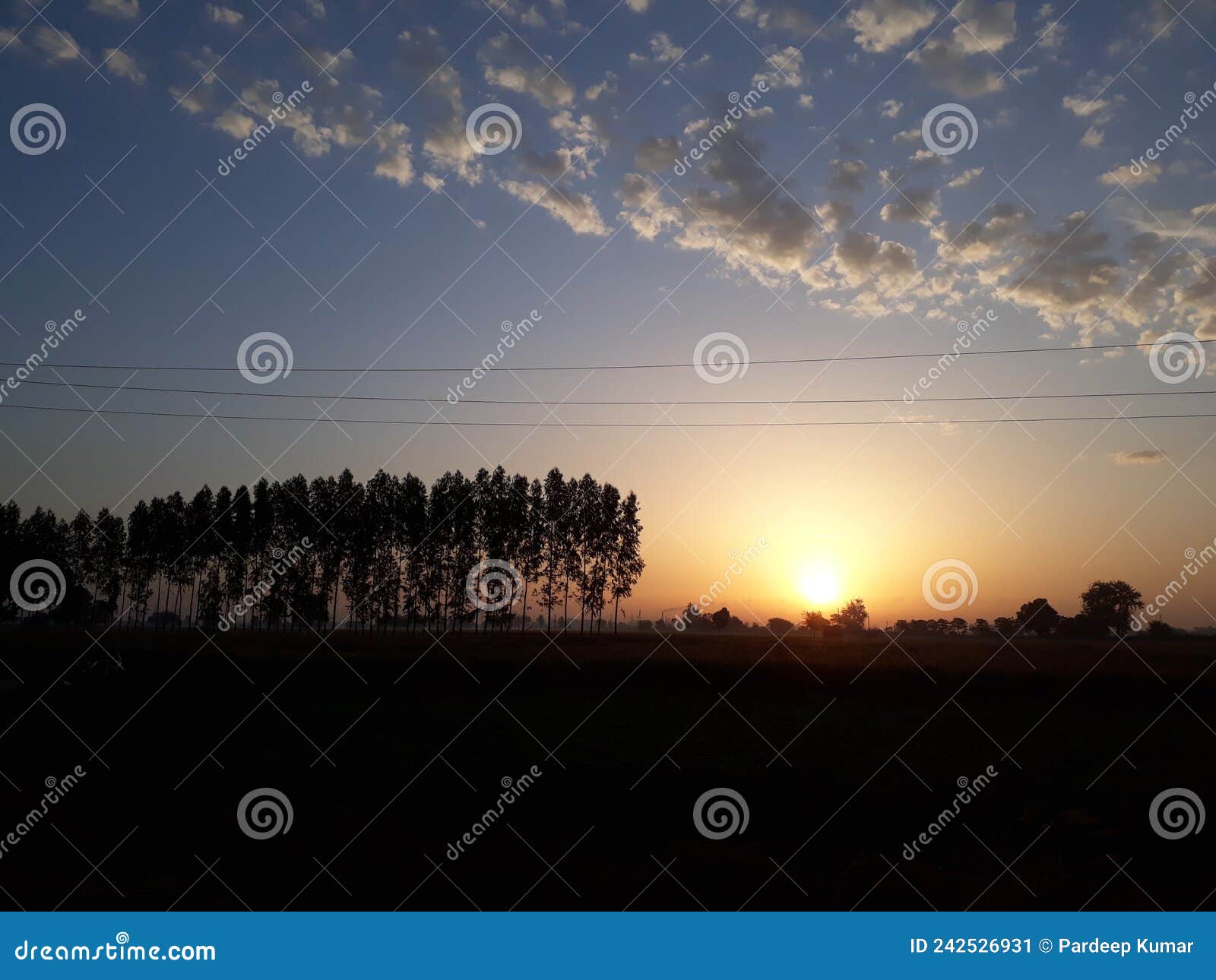 Sunset with Clouds and Eucalyptus Treeline Stock Image - Image of tree ...