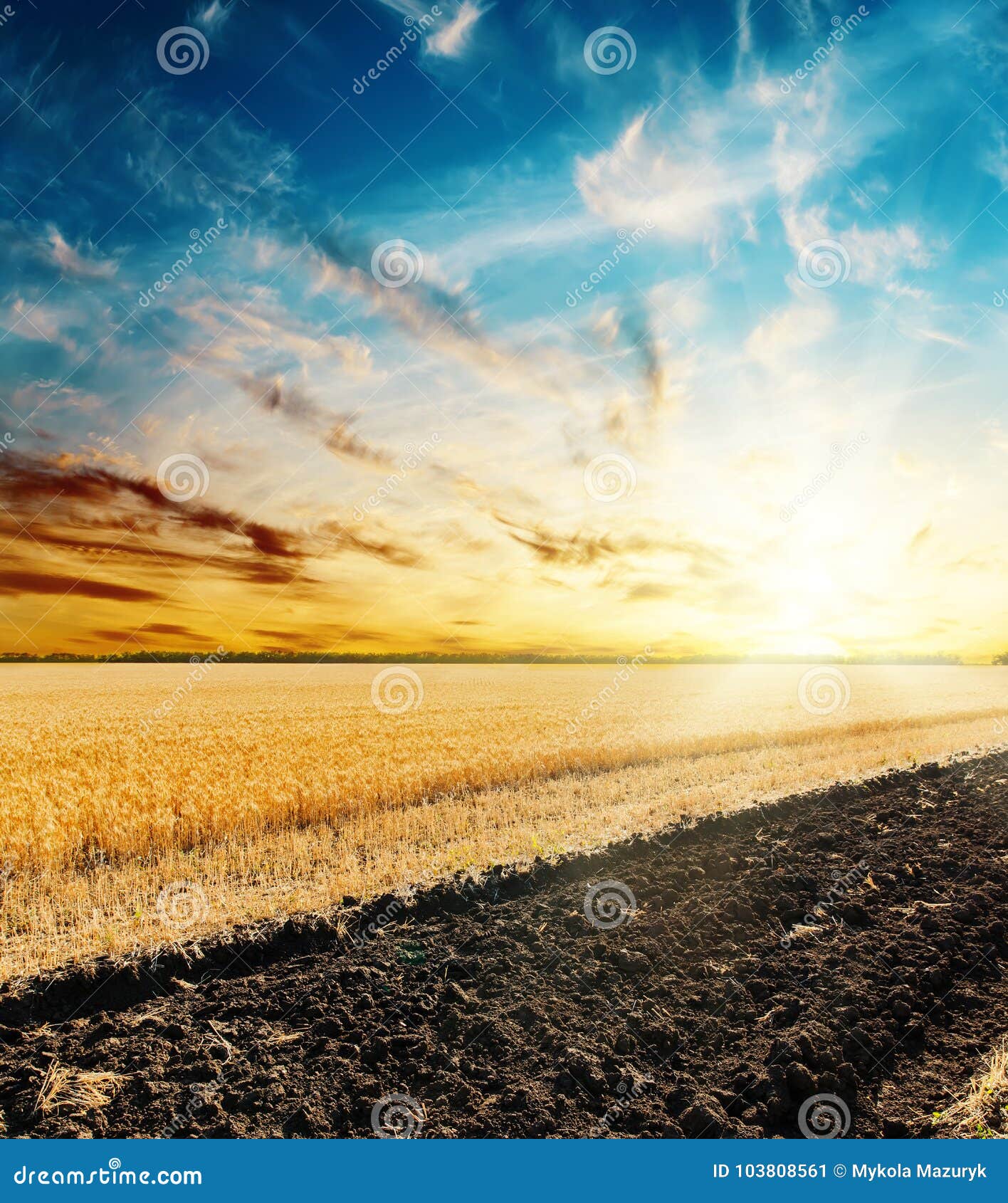 Sunset in Clouds Over Field with Crop Stock Image - Image of farming ...