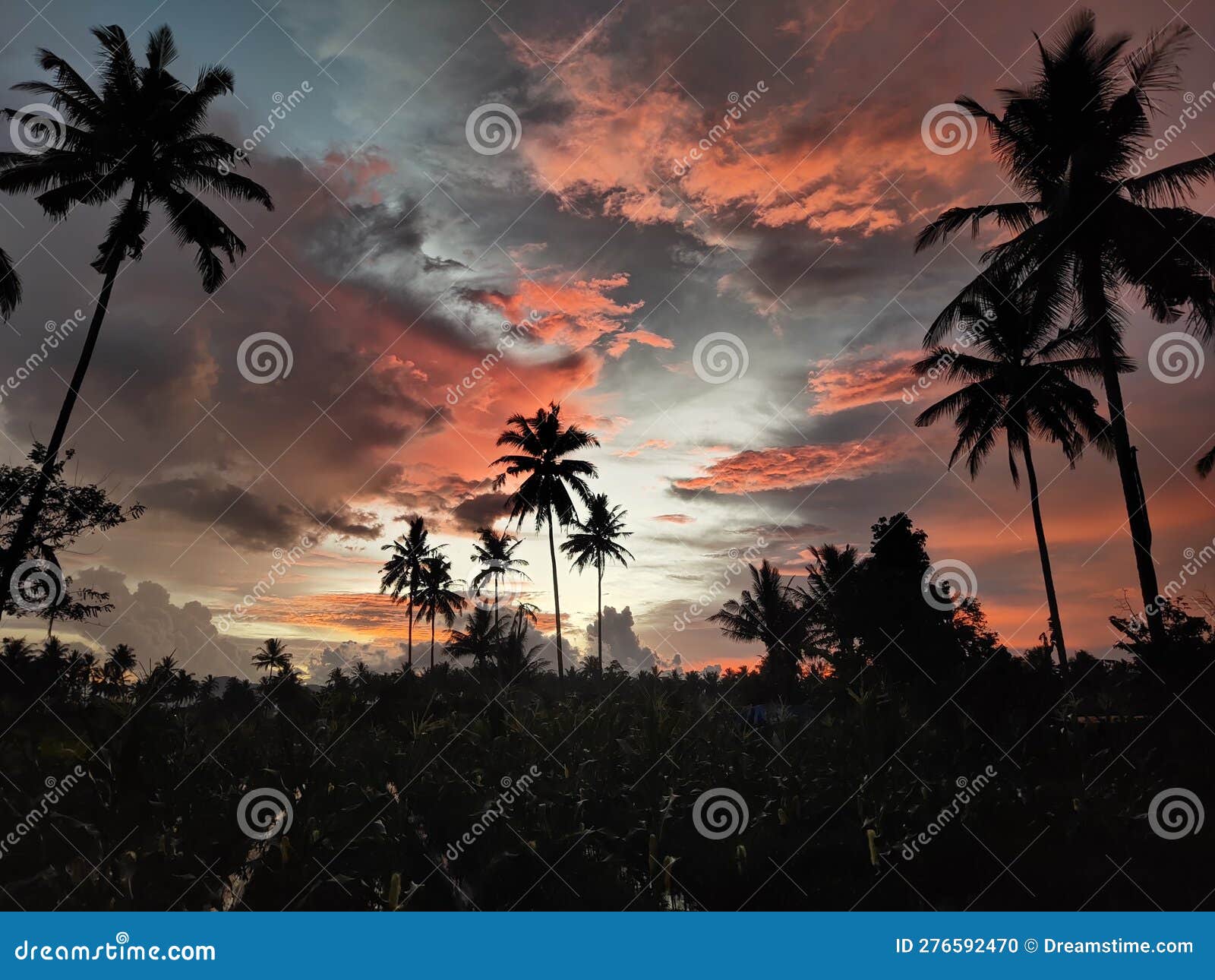 Sunset And Coconut Tree Stock Photography | CartoonDealer.com #149637788