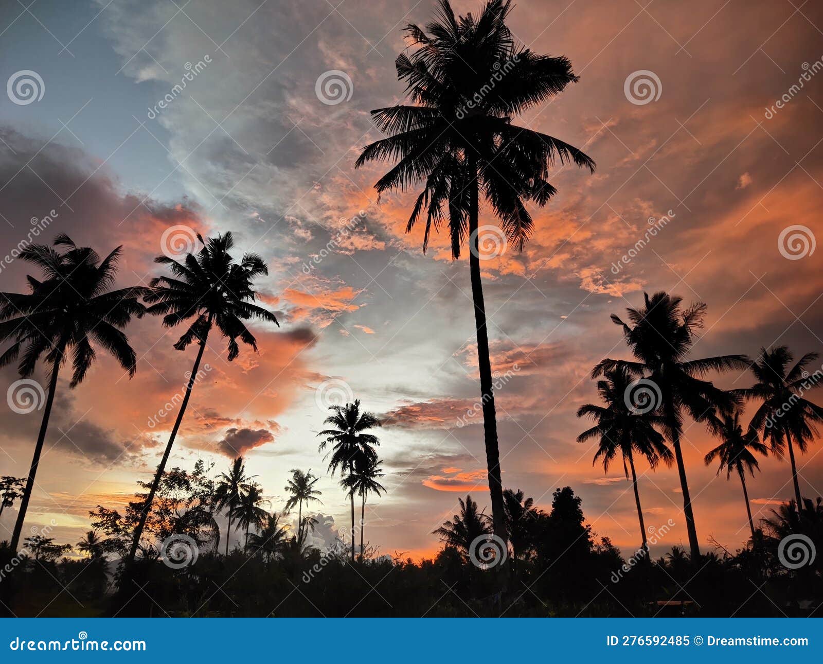 Sunset And Coconut Tree Stock Photography | CartoonDealer.com #149637788