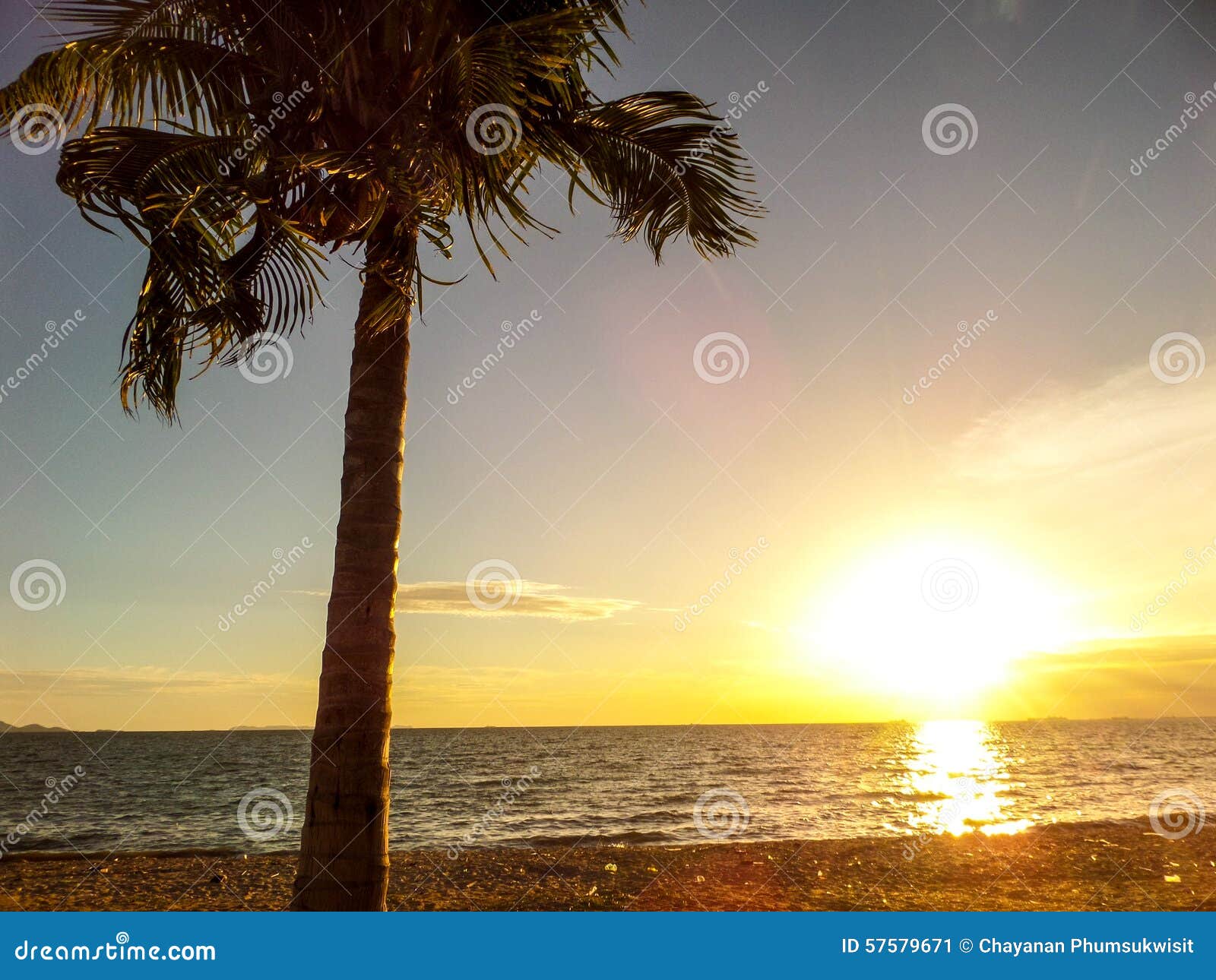 Sunset and coconut stock image. Image of natural, evening - 57579671