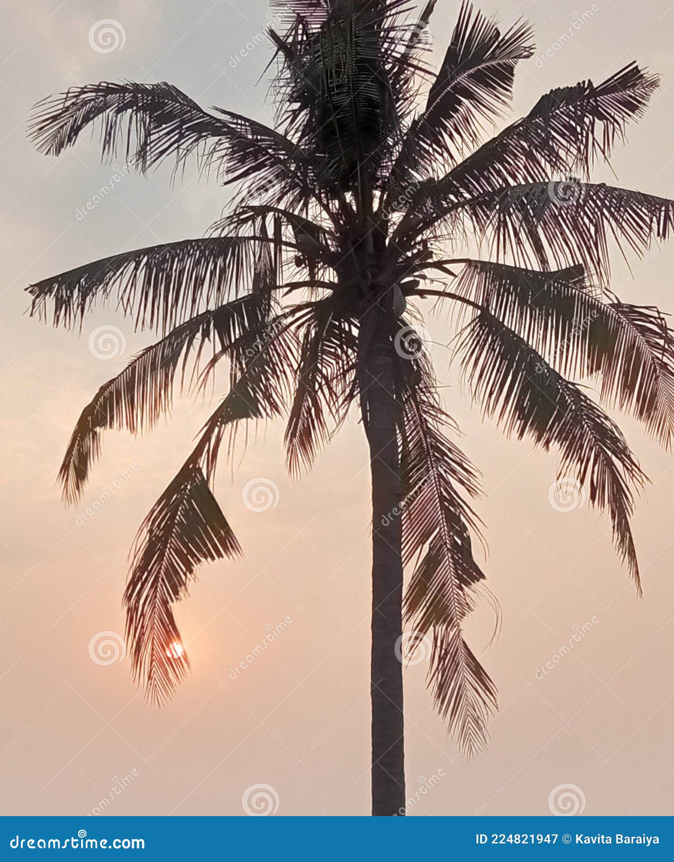 Sunset with coconut tree stock image. Image of coconut - 224821947