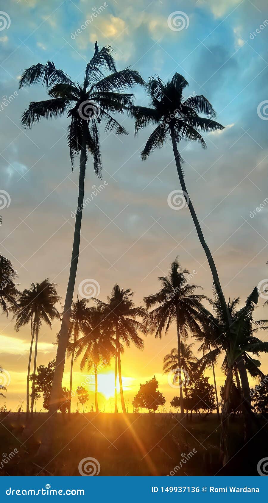 Sunset and coconut tree stock photo. Image of sunset - 149937136