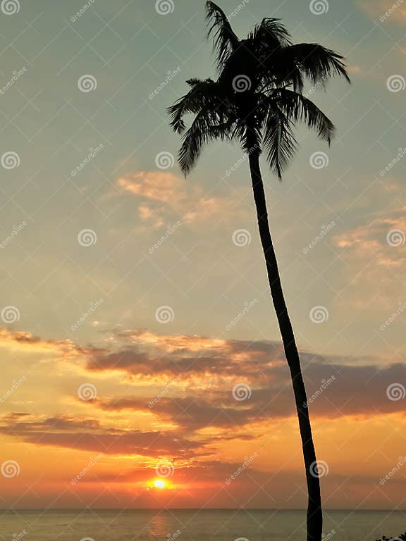 Sunset and coconut tree stock photo. Image of landscape - 149637788