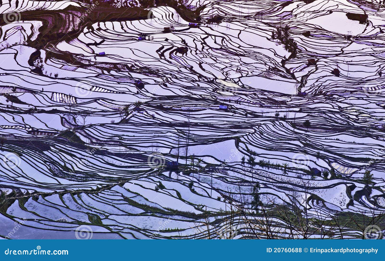 Sunset Colors on Rice Terraces Stock Photo - Image of paddies, blue ...