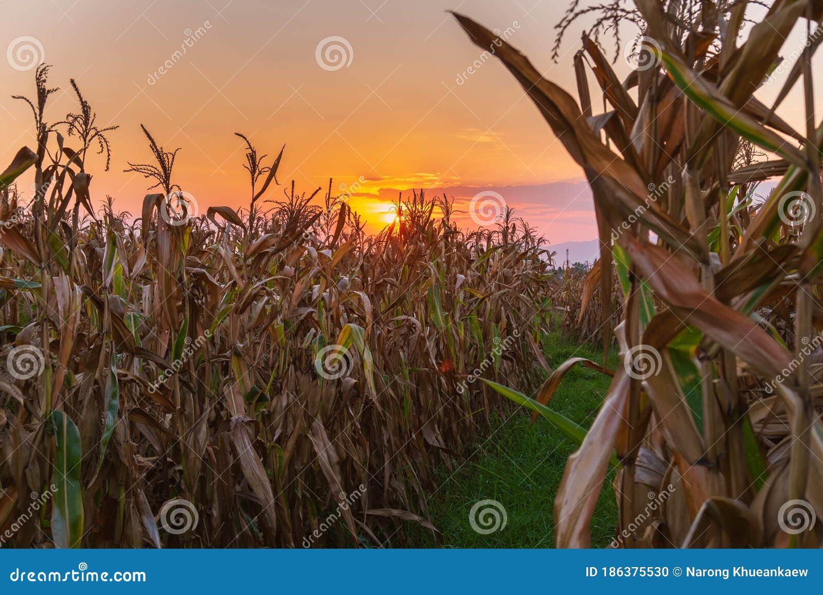 The Sunset on the Corn Field Stock Photo - Image of sunset, corn: 186375530