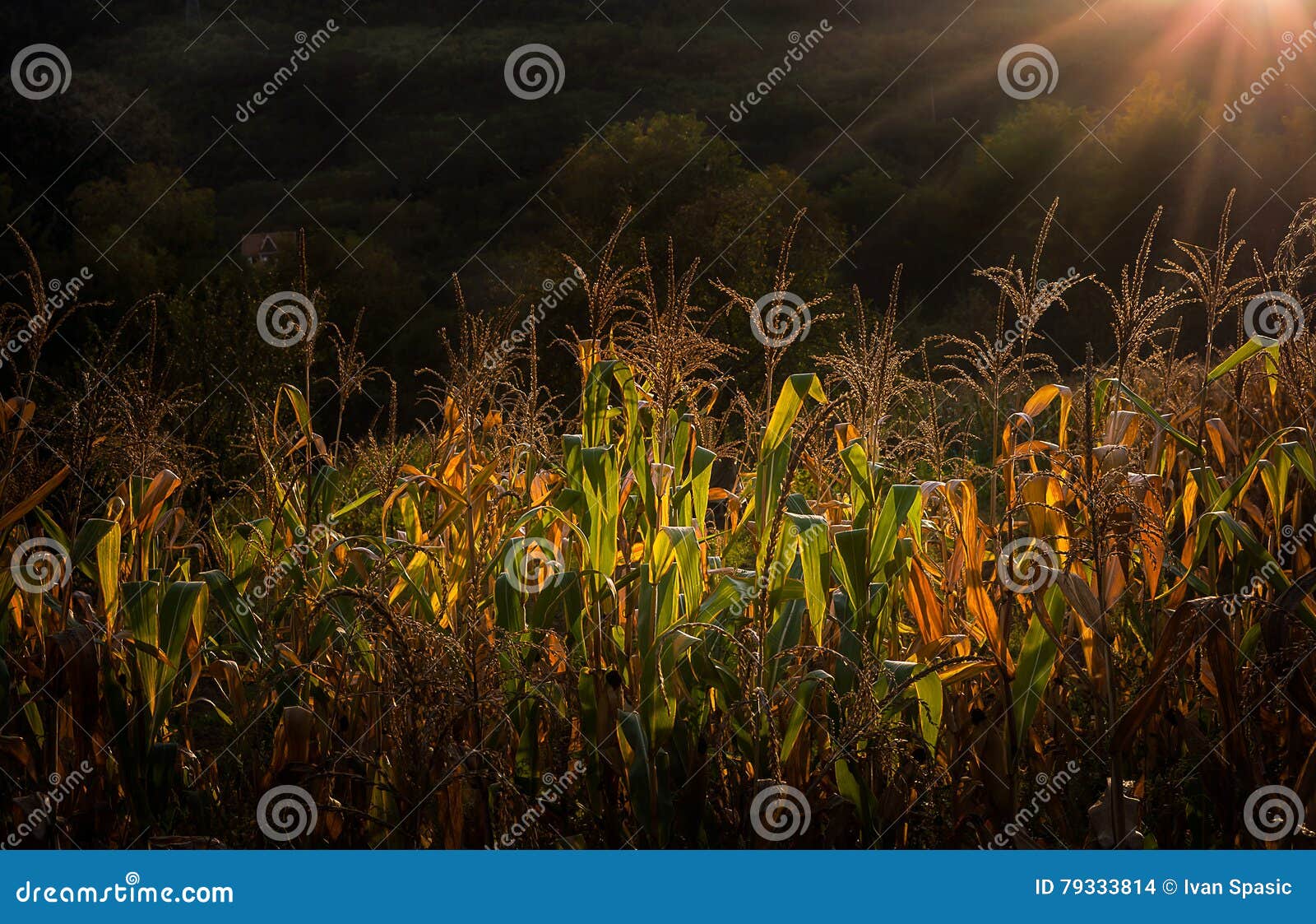 Sunset Corn Field stock photo. Image of dawn, cornfield - 79333814