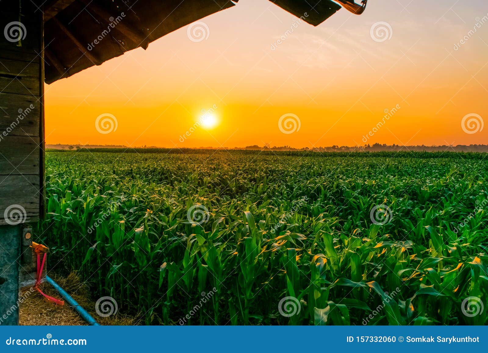 Sunset on the corn fields stock photo. Image of plant - 157332060