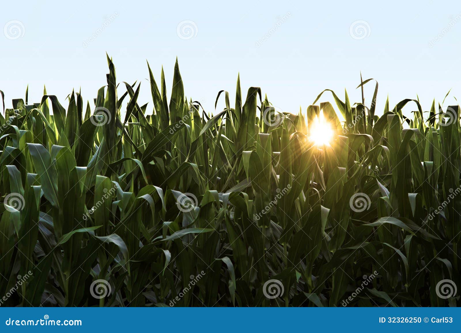 Sunset in Cornfield stock photo. Image of summer, scenics - 32326250