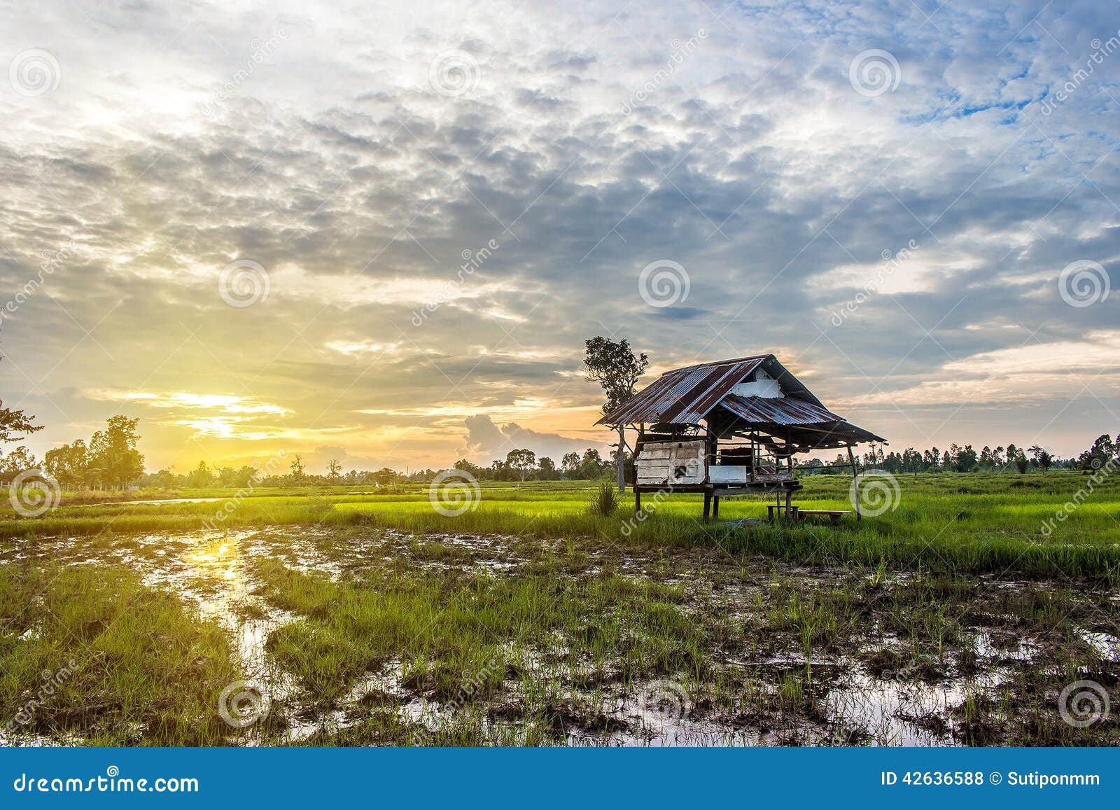 Sunset Cottage in Cornfield Stock Photo - Image of famer, popular: 42636588